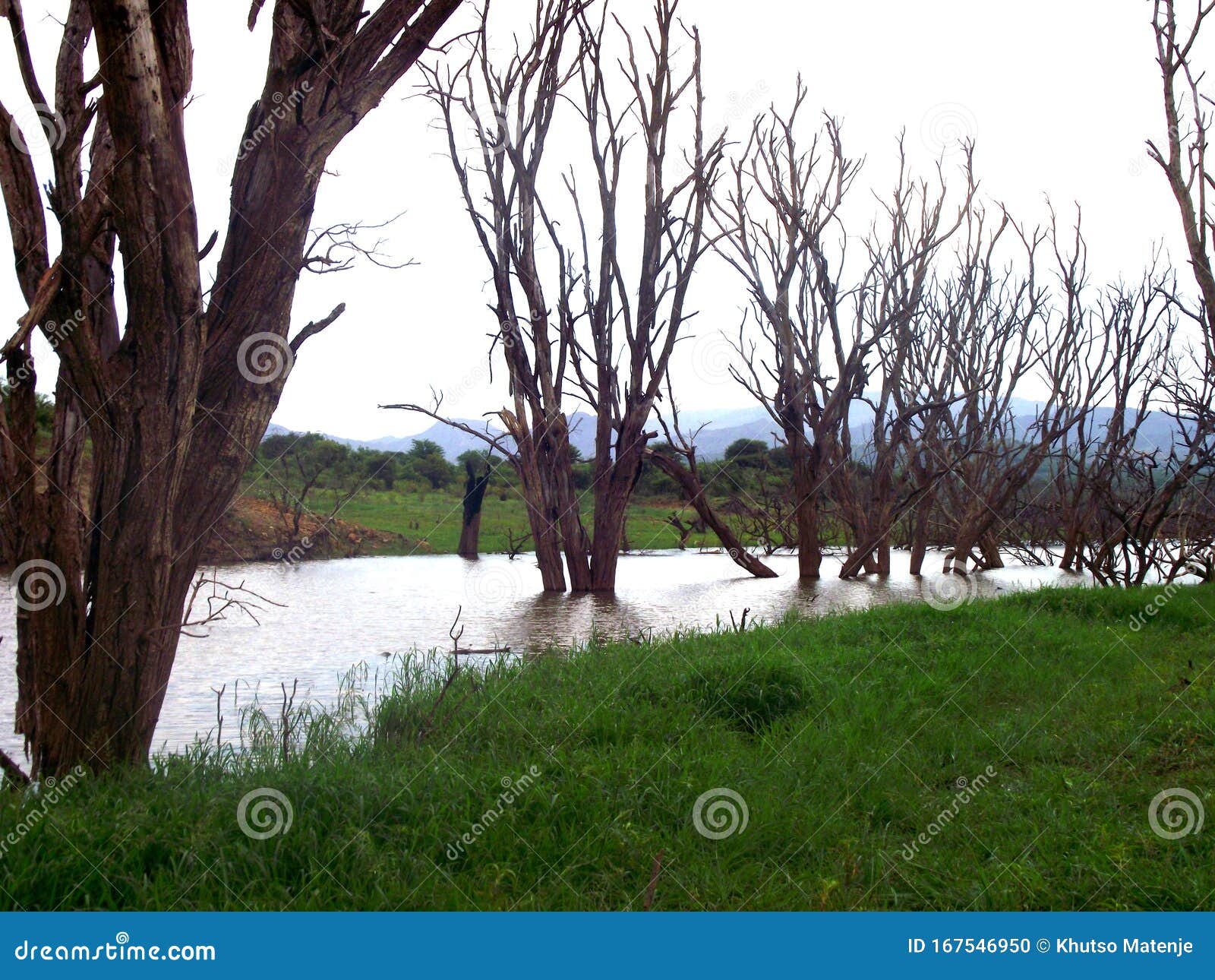 Beautiful trees in a river stock photo. Image of river - 167546950