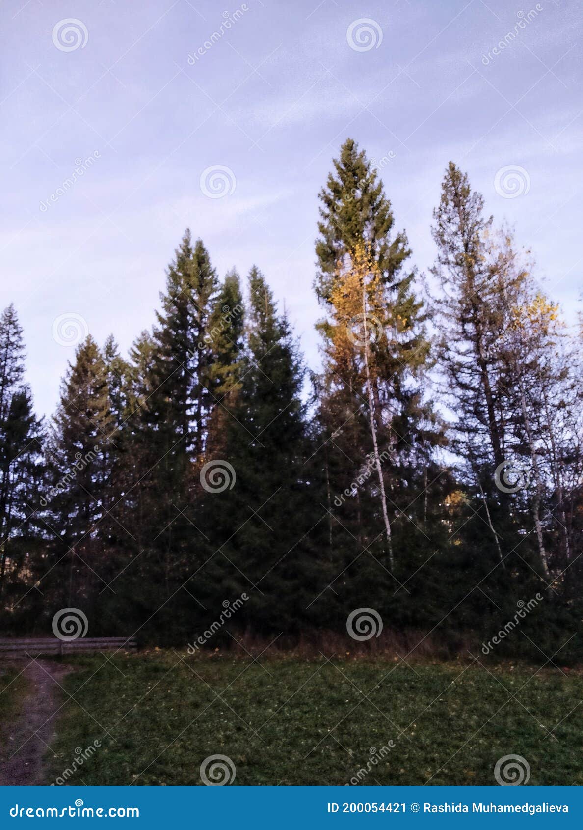 Beautiful trees in Russia stock image. Image of plant - 200054421