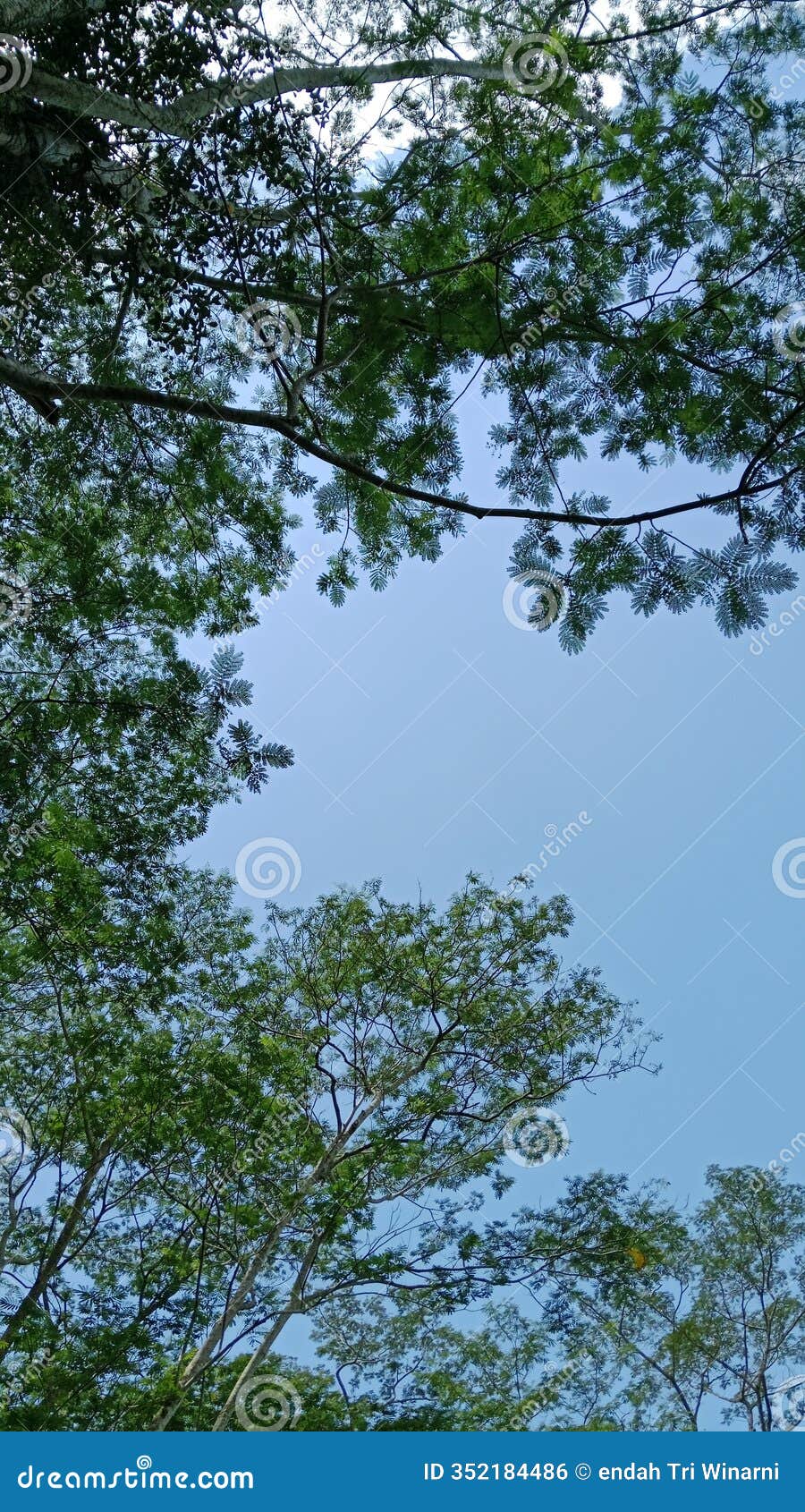 Beautiful Trees and Sky Nature Stock Photo - Image of trees, beautiful ...