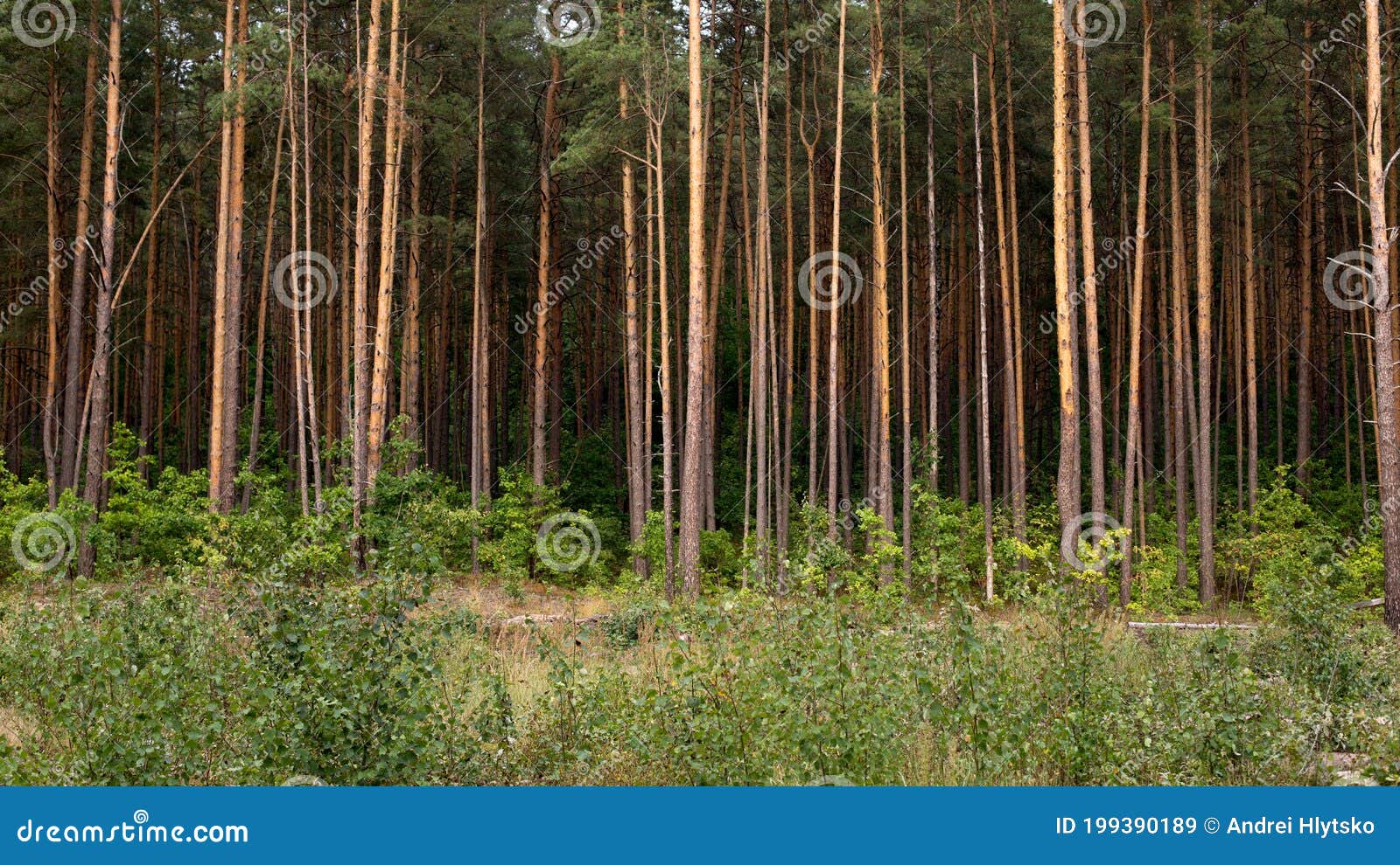 Beautiful Trees in a Sunny Forest Stock Image - Image of light, scenery ...