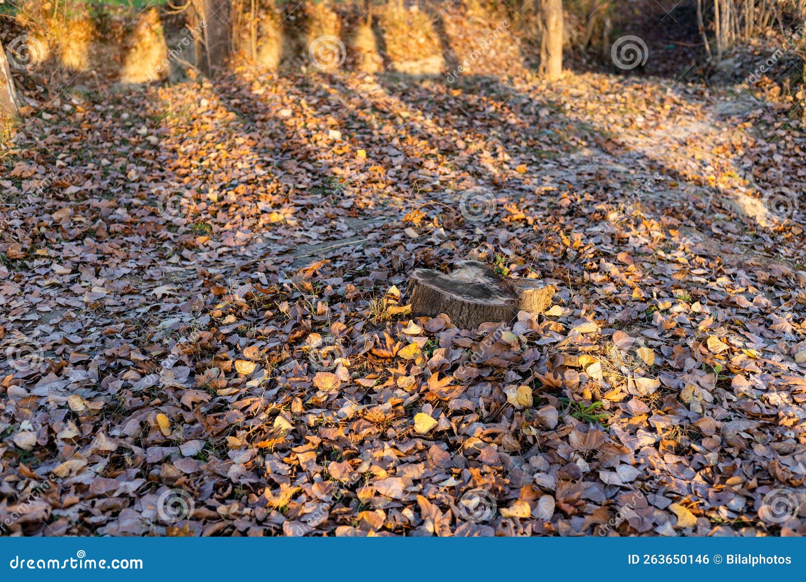 Beautiful Trees Sunset Shadows in Autumn Seasons Stock Photo - Image of ...