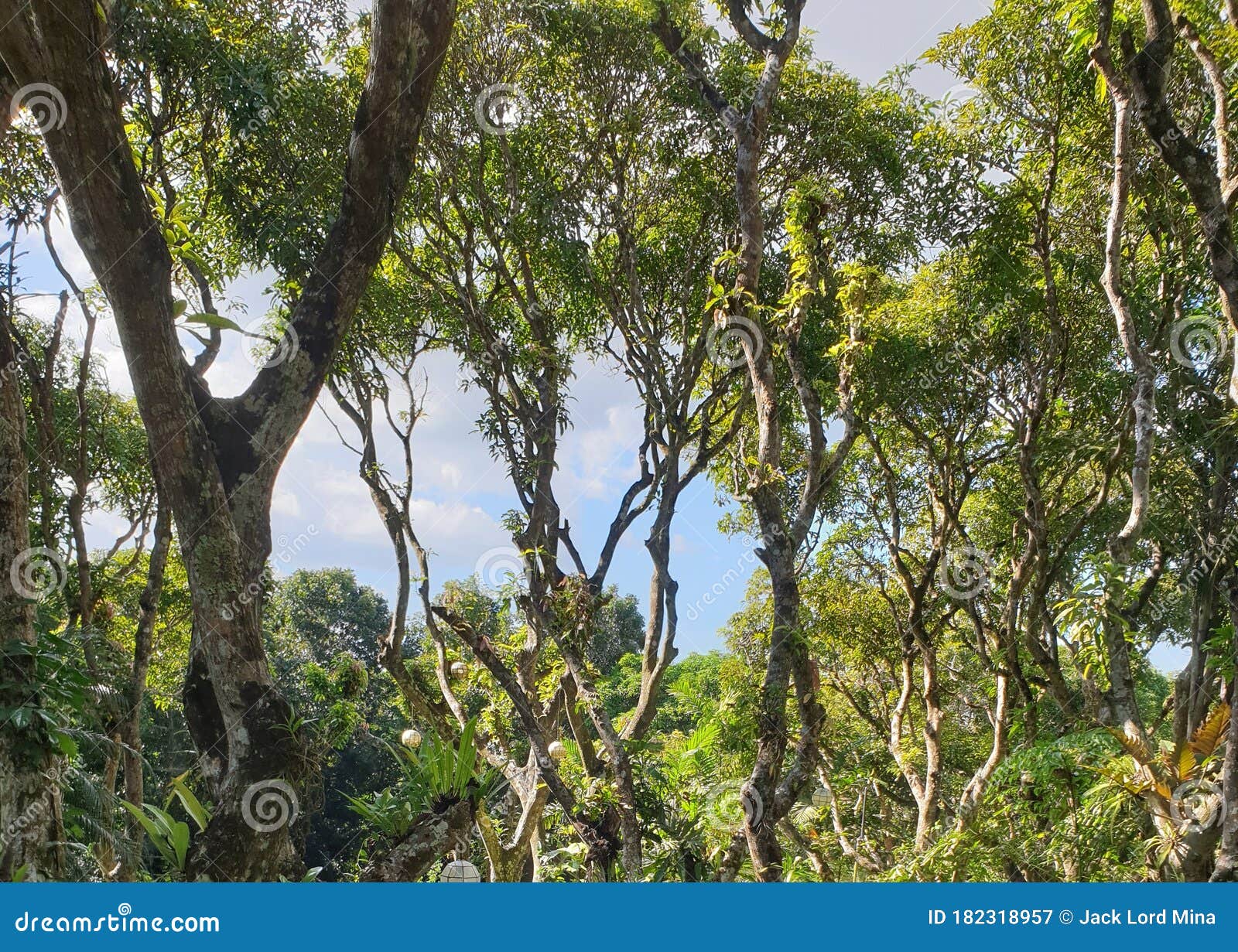 Beautiful Trees on Tagaytay Stock Image - Image of flower, produce ...