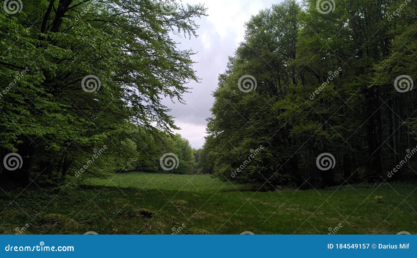 Beautiful trees on top stock image. Image of forest - 184549157