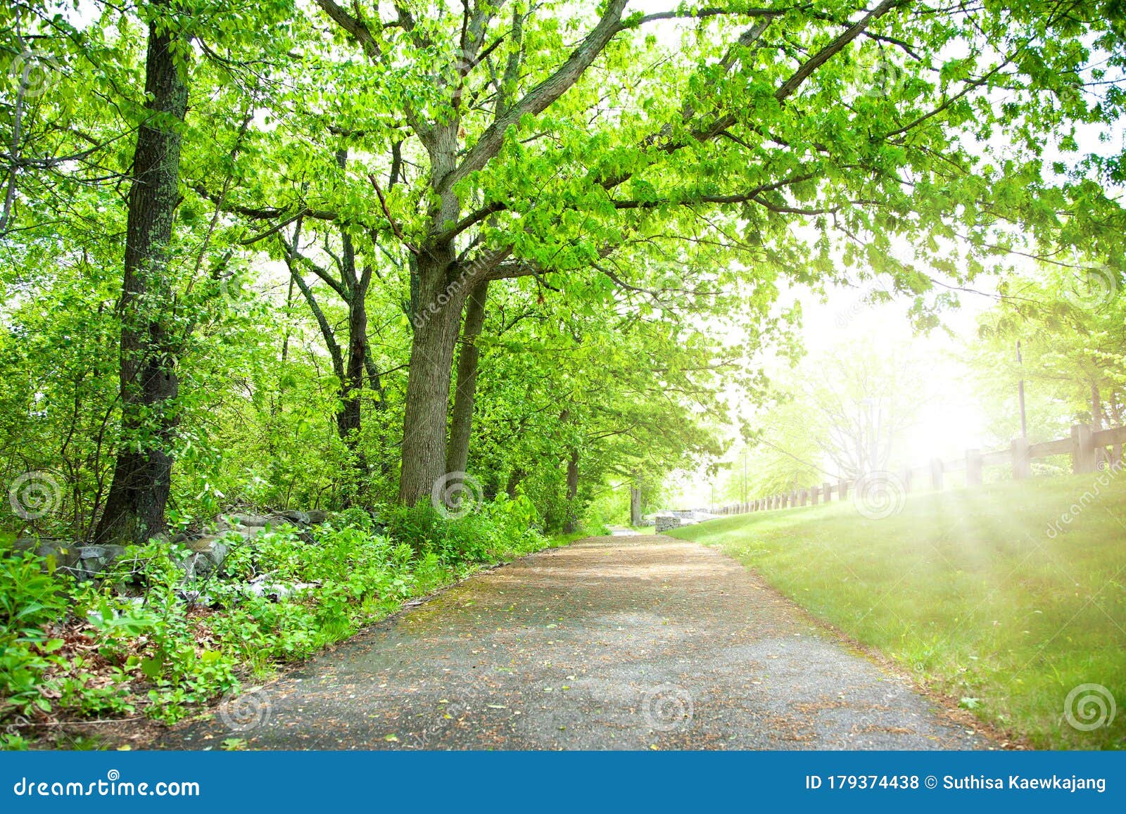 Beautiful Trees and Trunk with Sunlight in Forest at Boston Stock Photo ...