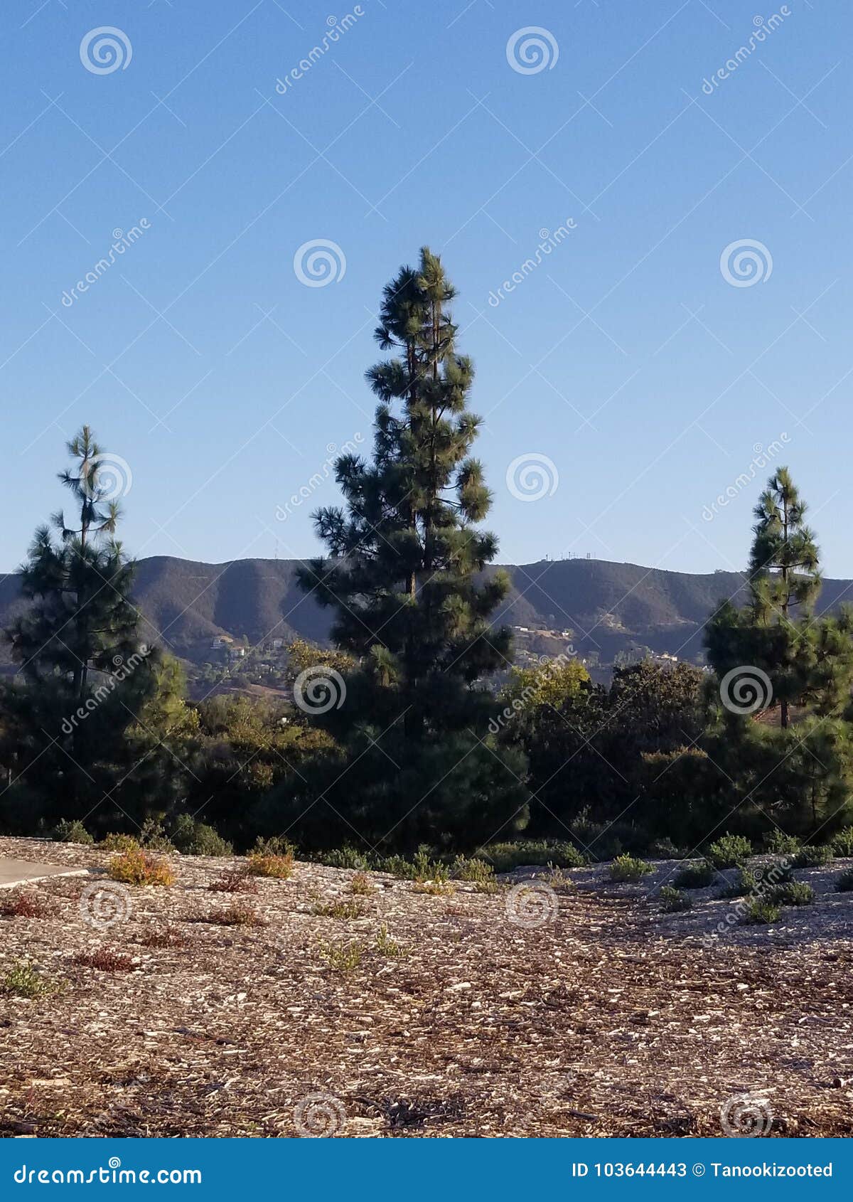 Twin Oaks Triplets stock image. Image of oaks, trees - 103644443