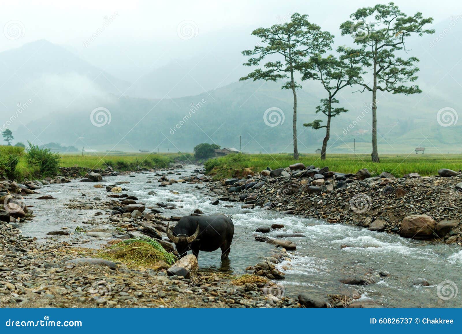 Beautiful trees in Vietnam stock image. Image of environment - 60826737