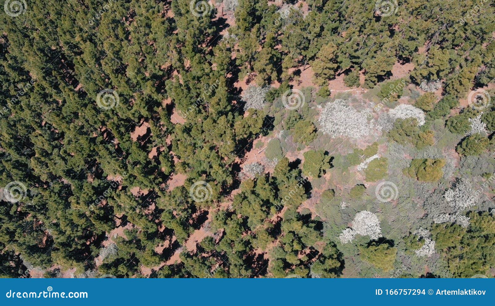 Beautiful Trees, View from Above. a Calm, Peaceful Green Landscape ...