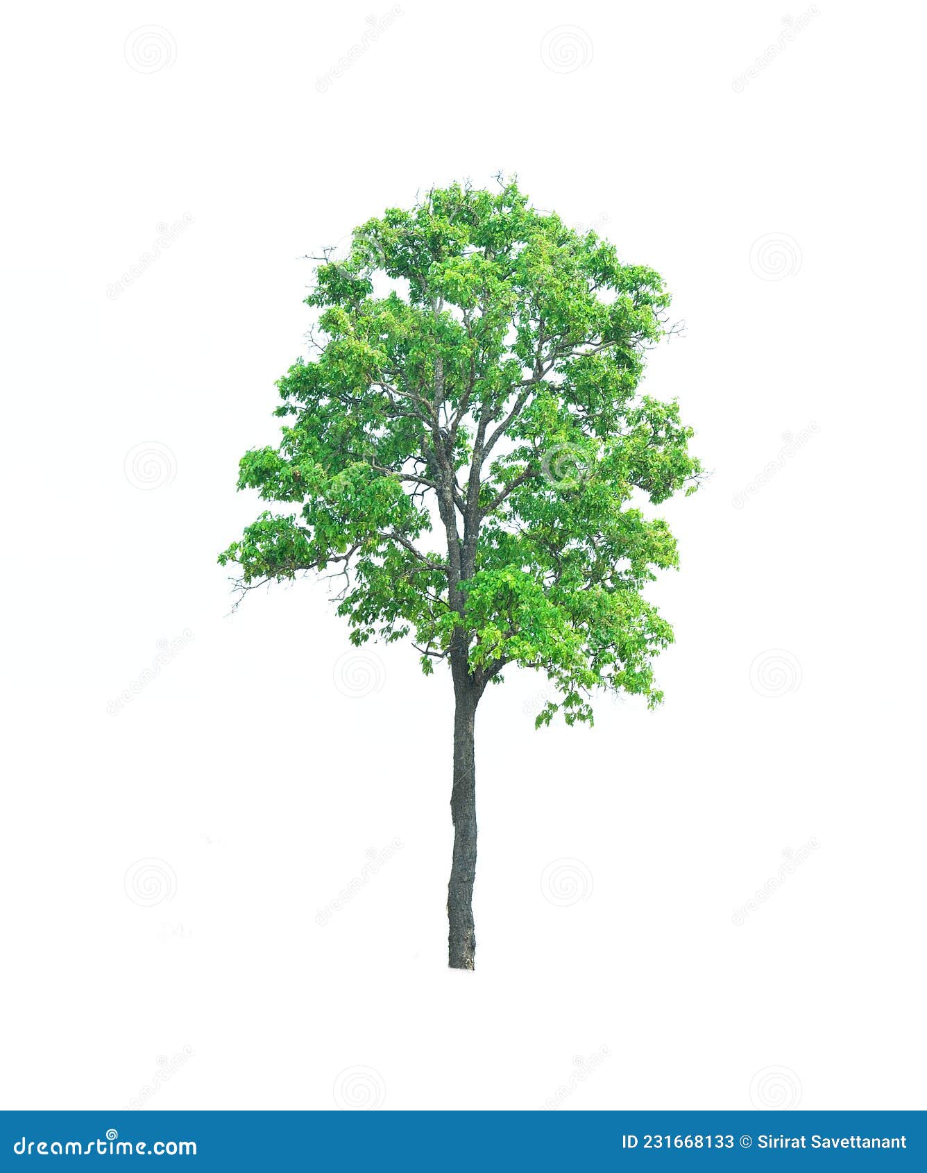 A Beautiful Green Trees on White Background Stock Image - Image of ...