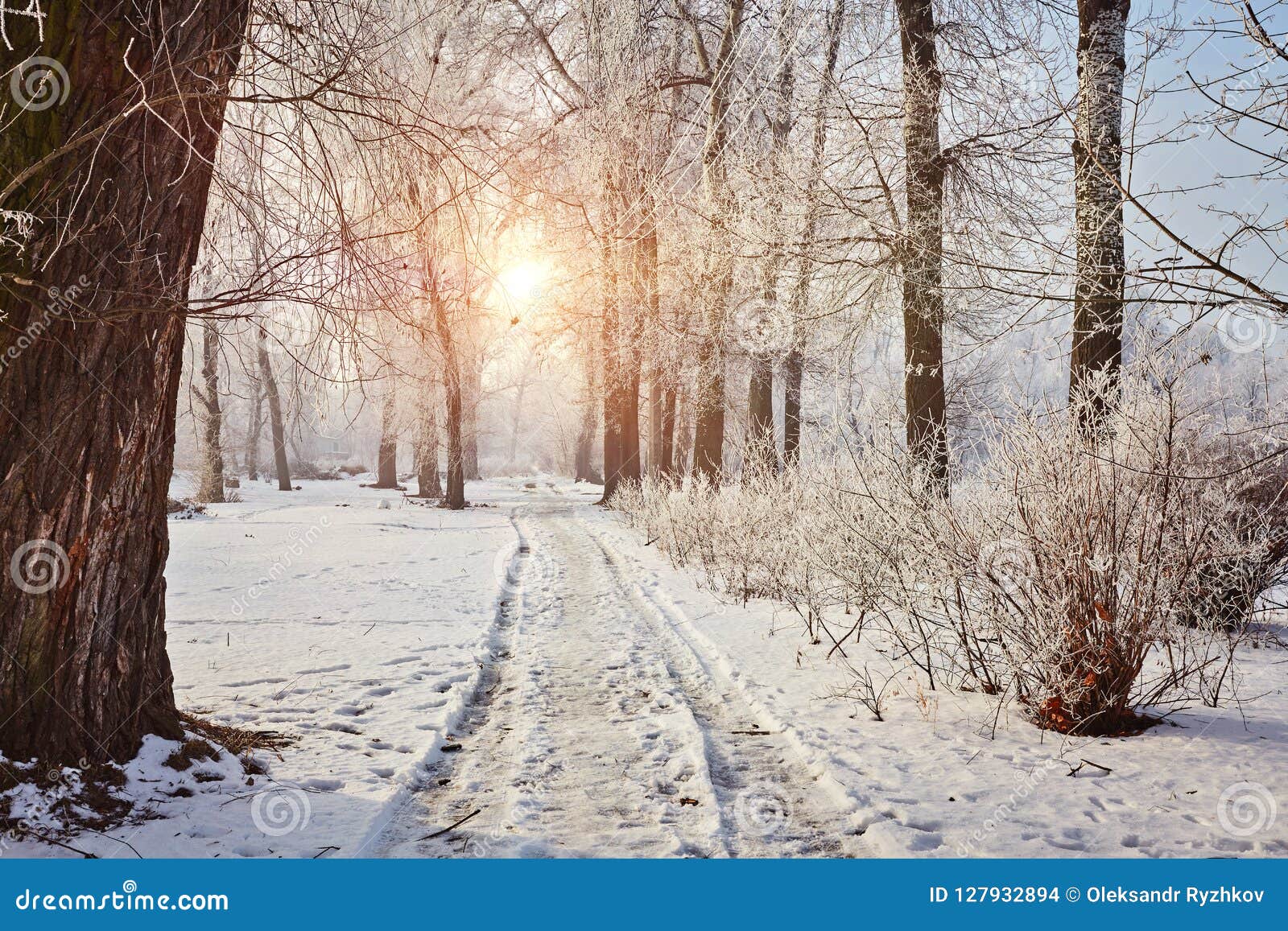 Beautiful Trees in White Frost Stock Photo - Image of frosty, frozen ...