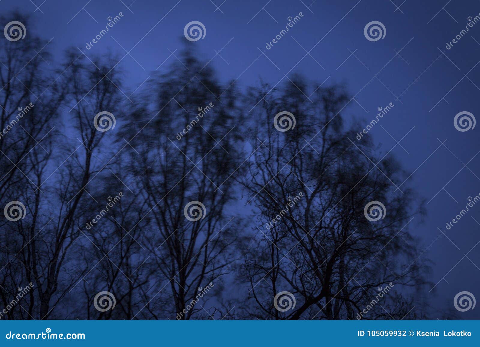 Beautiful Trees in the Wind at Night Stock Photo - Image of leaf, night ...
