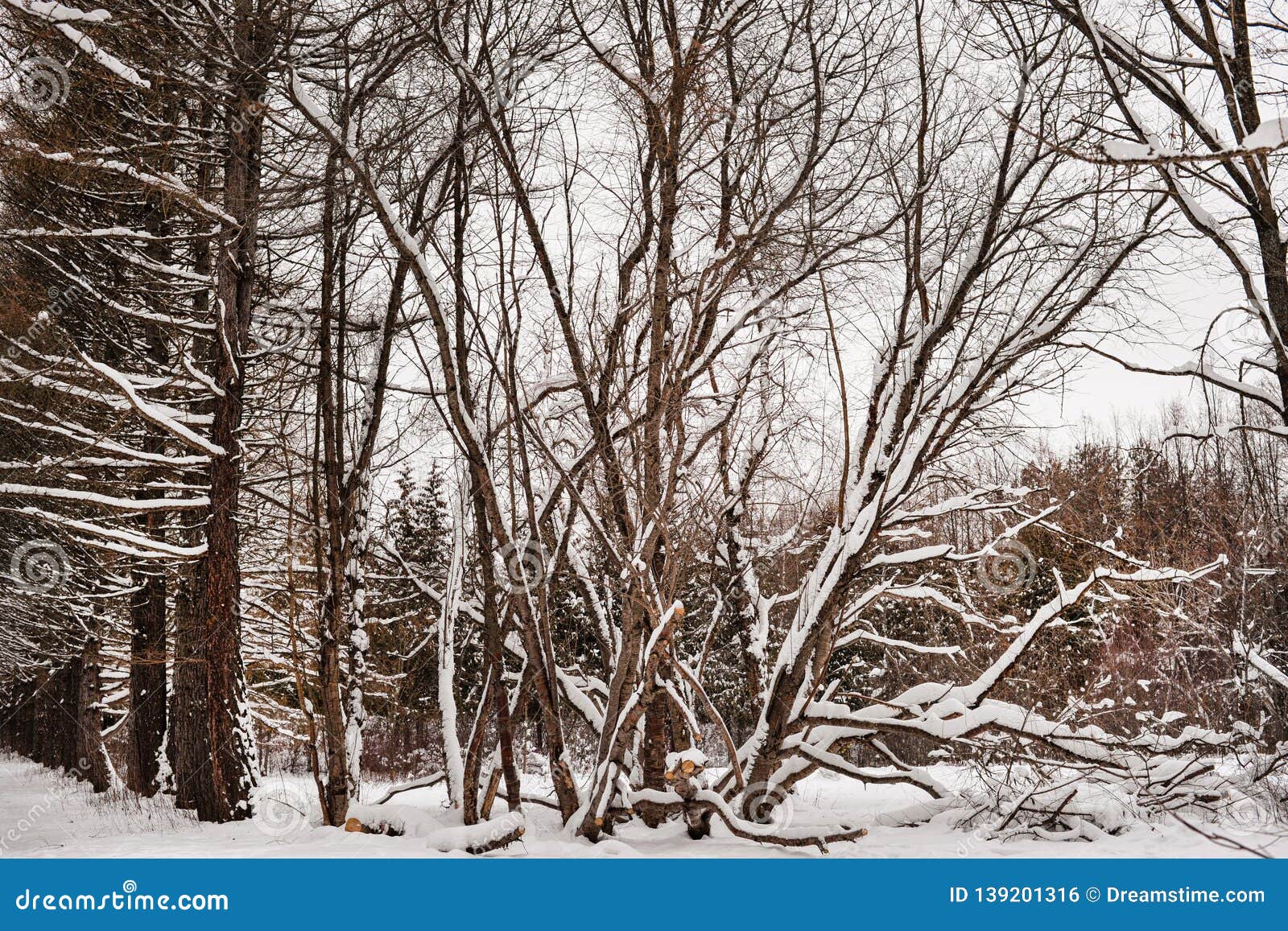 Beautiful Trees in the Winter Forest Stock Photo - Image of frost ...