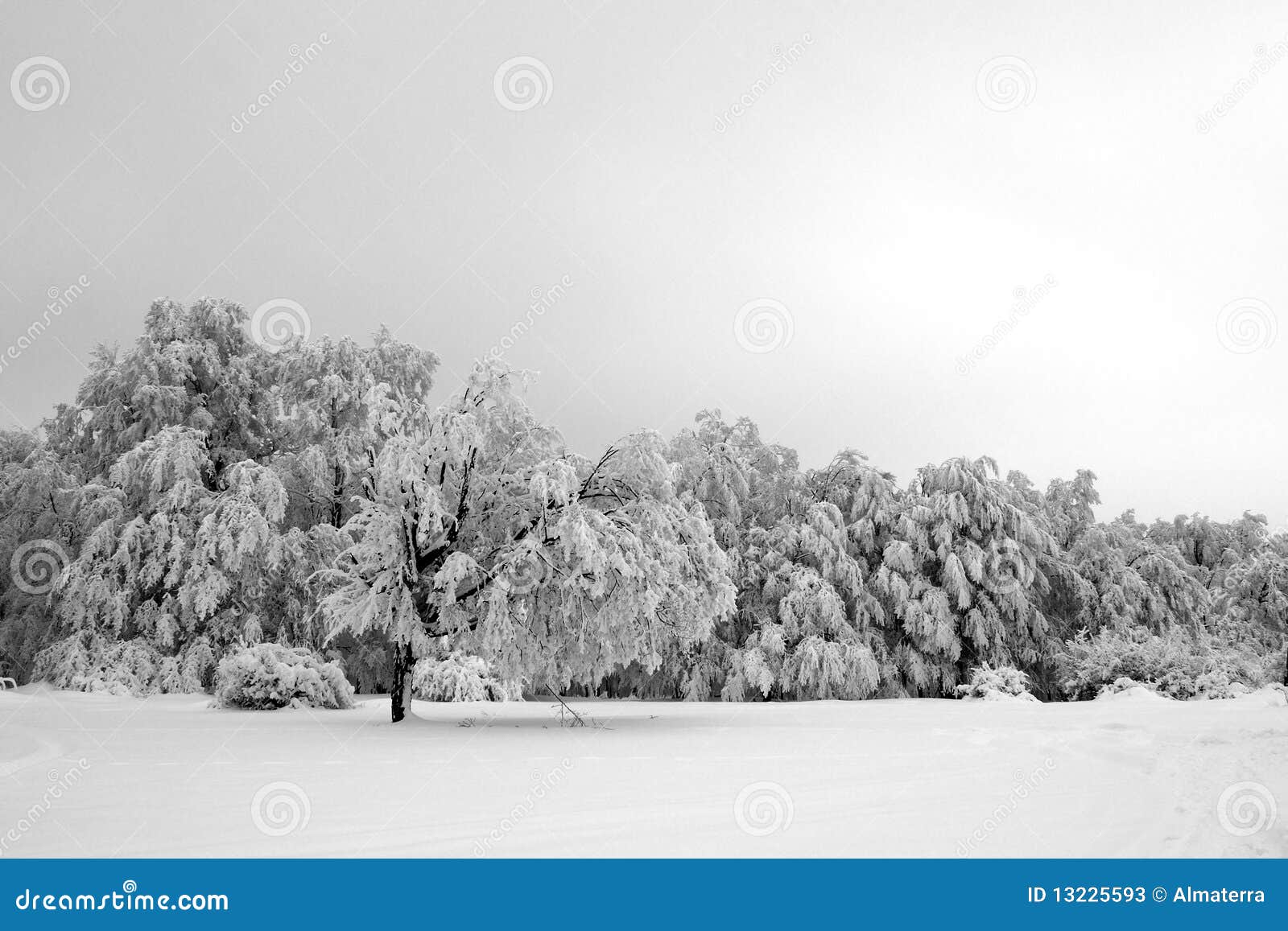 Beautiful Trees in Winter Season Stock Image - Image of branch, holiday ...