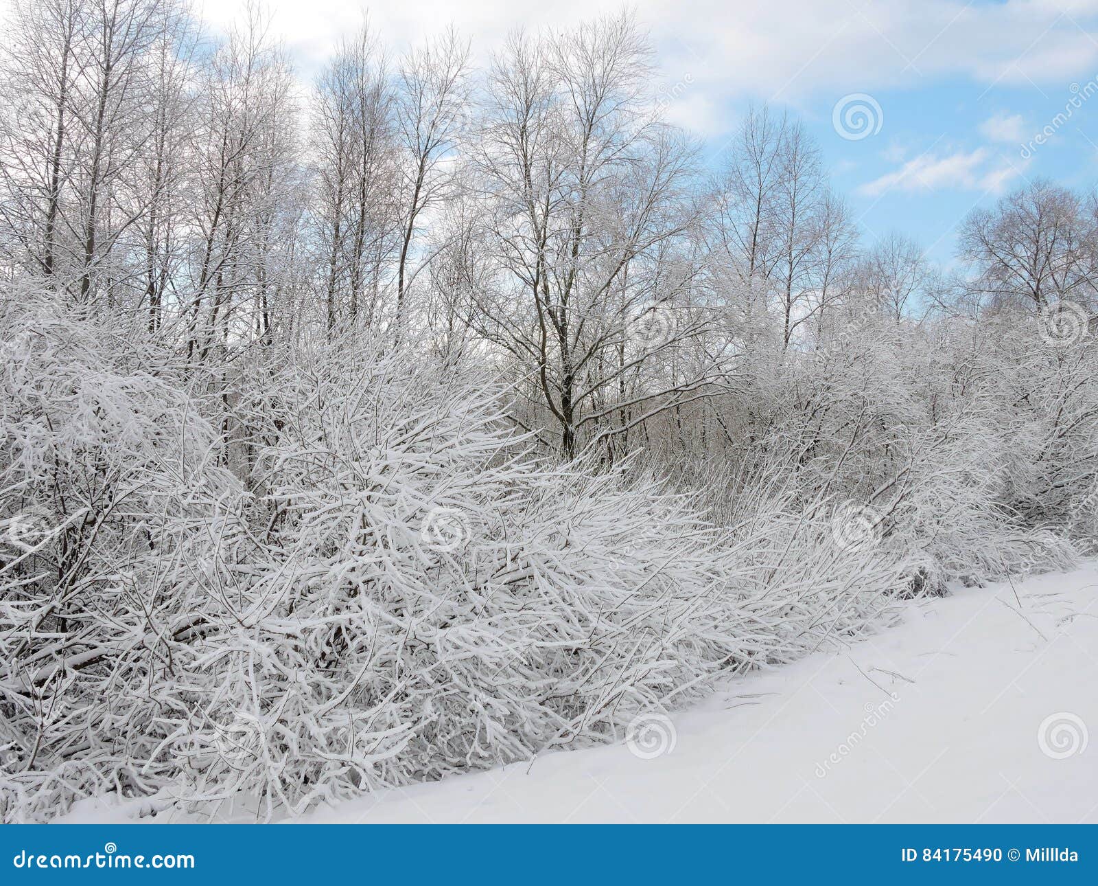 Beautiful trees in winter stock photo. Image of purple - 84175490