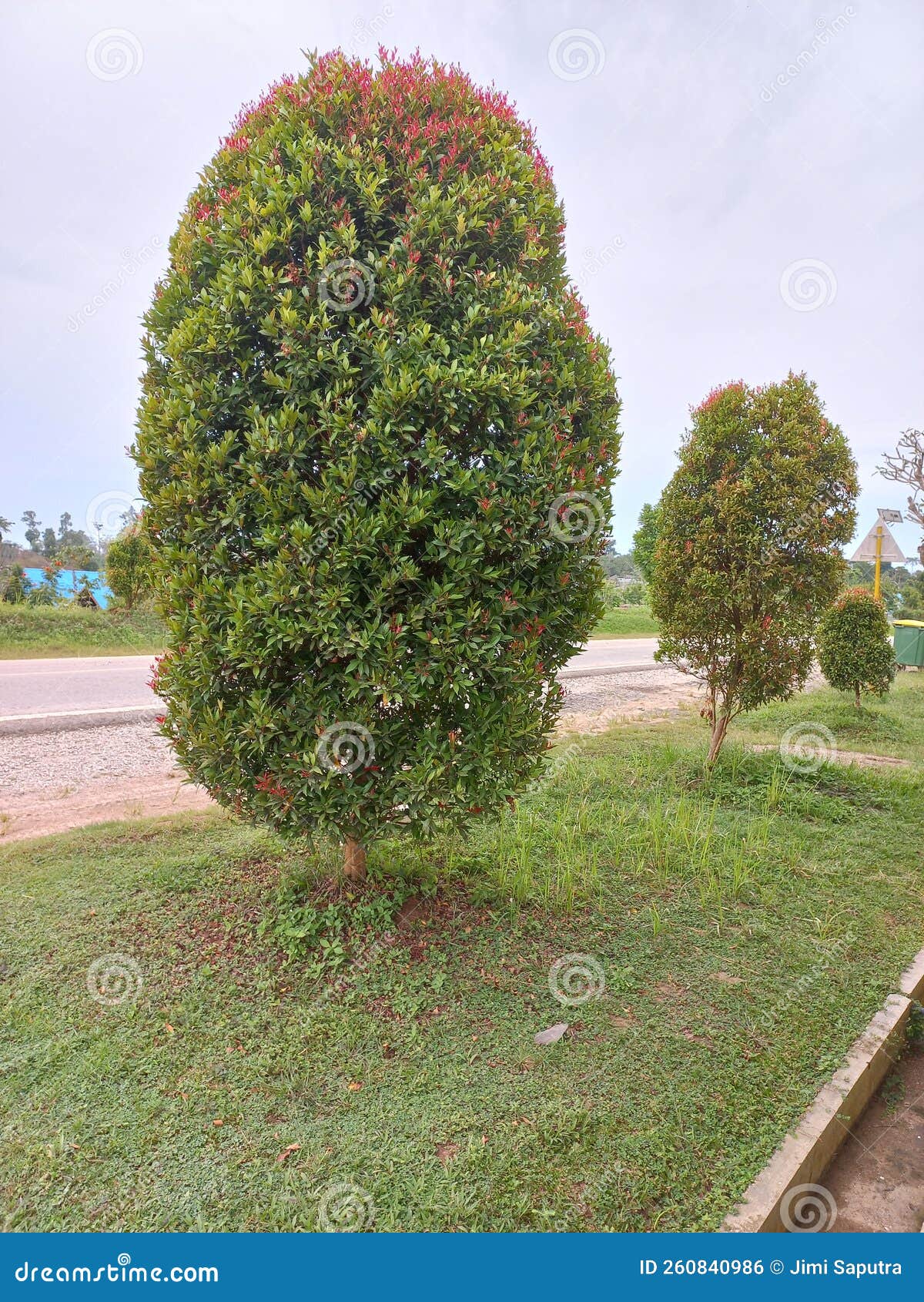 Beautiful Trees on Yard Mess Stock Photo - Image of spruce, produce ...