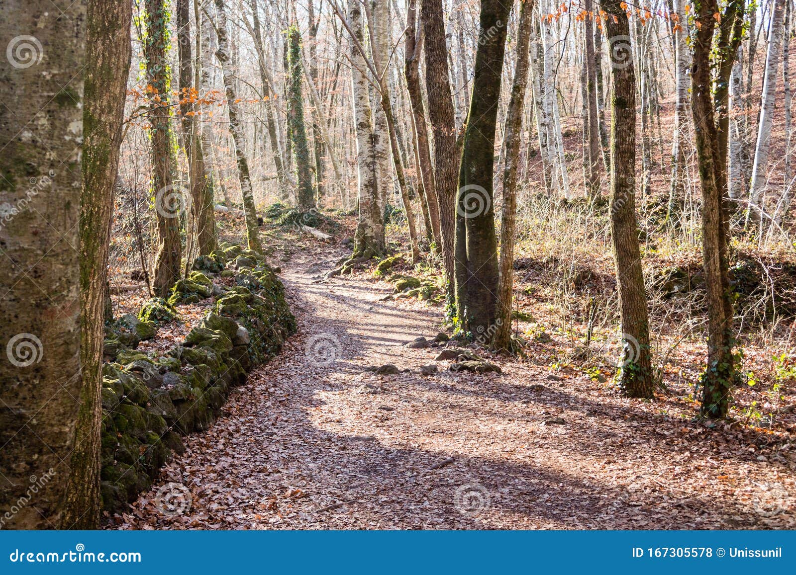 Trek path in the forest stock photo. Image of scenic - 167305578