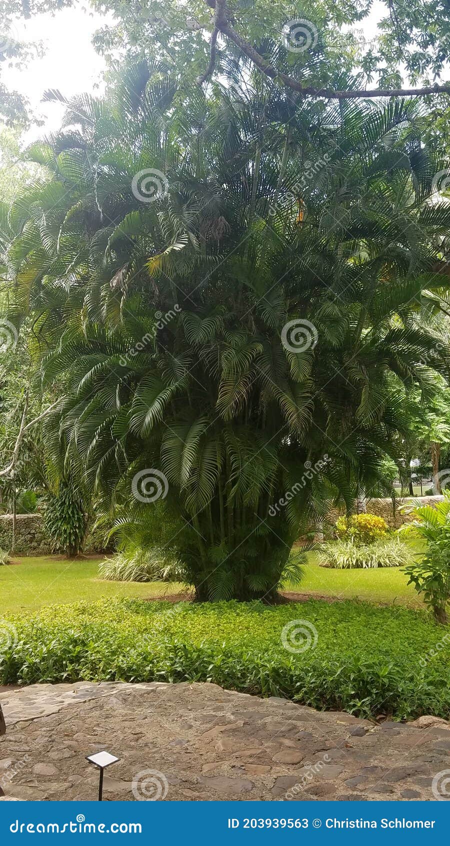 Beautiful Tress stock image. Image of jungle, vegetation - 203939563