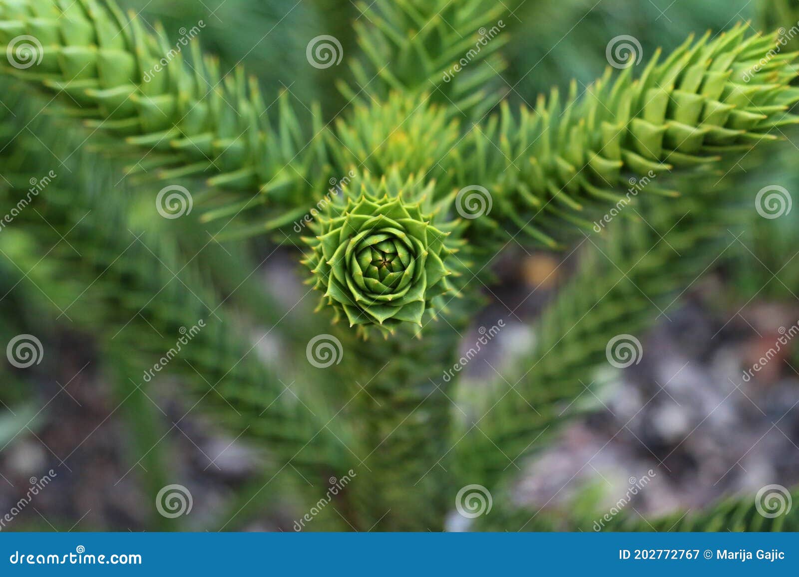 Beautiful Triangular-shaped Leaves of the Monkey Puzzle Tree Araucaria ...