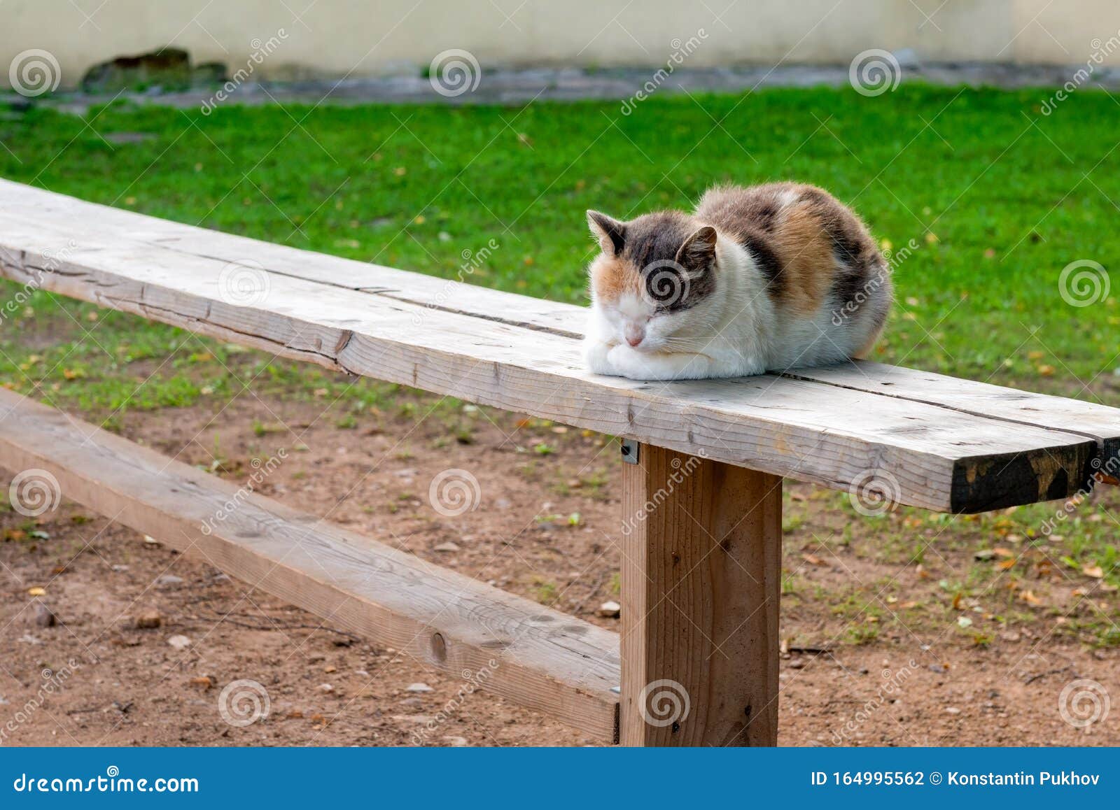 Cat sleeps on a bench stock photo. Image of happy, kitten - 164995562
