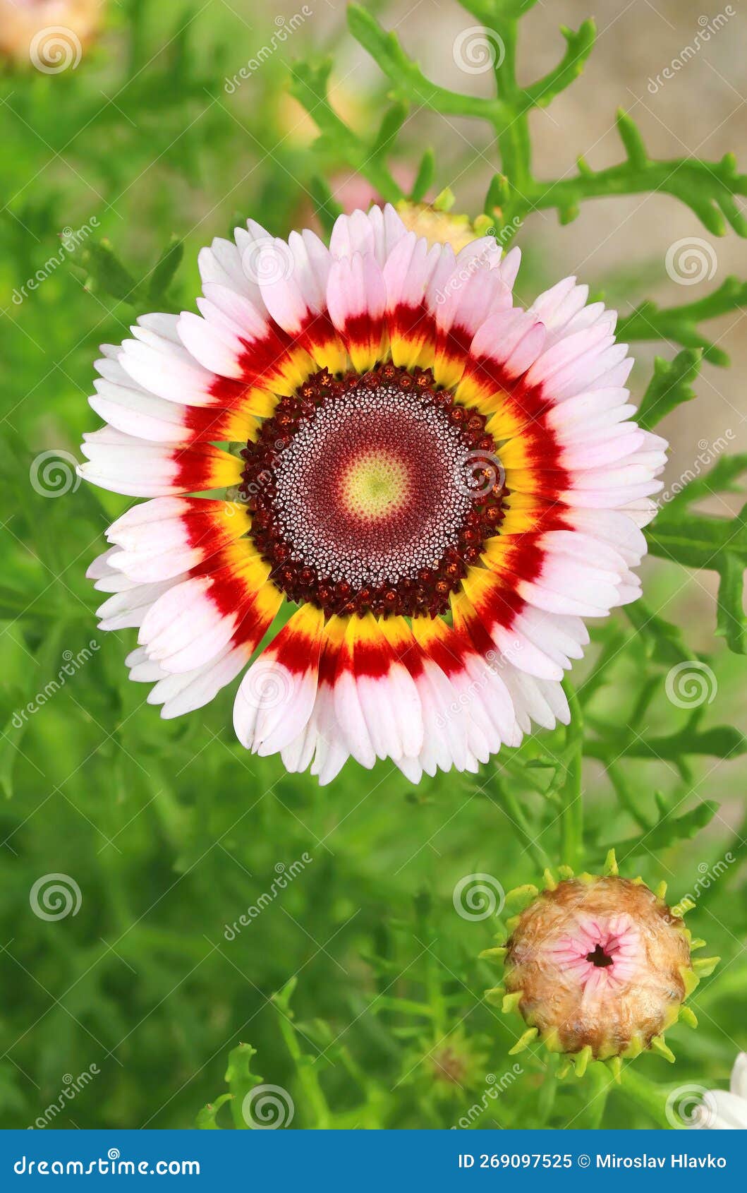 The Tricolor Daisy in Blossom Stock Image - Image of flower, daisy ...