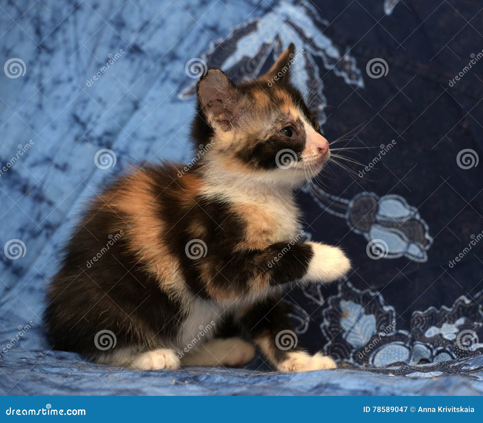 Beautiful Tricolor Fluffy Kitten Stock Image - Image of friendly ...