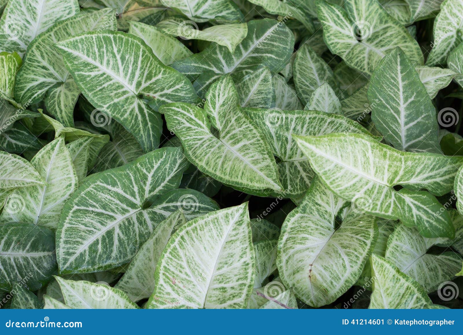 Nephthytis' Beautiful Leaves (Syngonium Podophyllum Cv 'White Butterfly ...