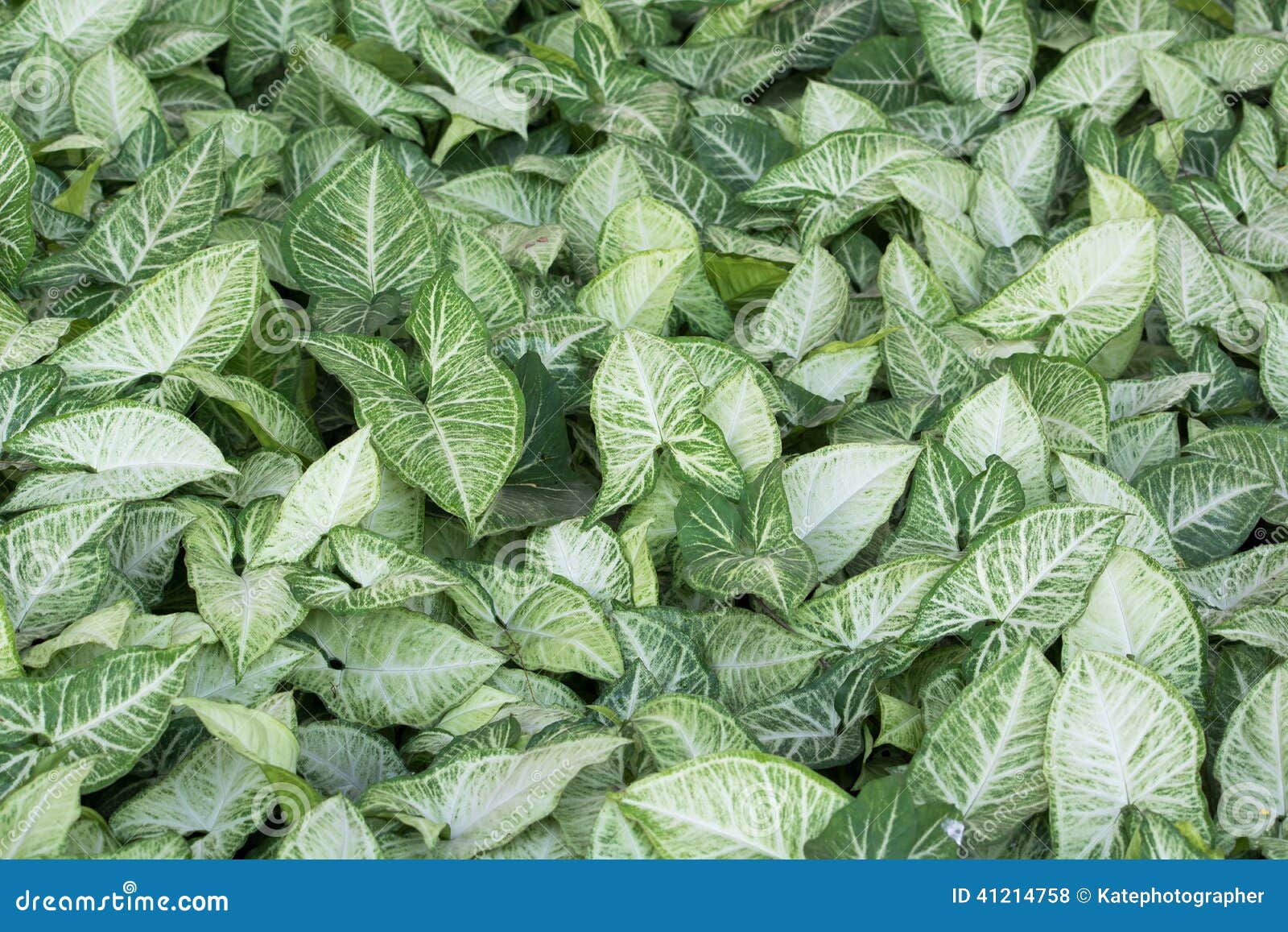 A Beautiful Tricolor Nephthytis Leaf. Stock Photo - Image of blur ...