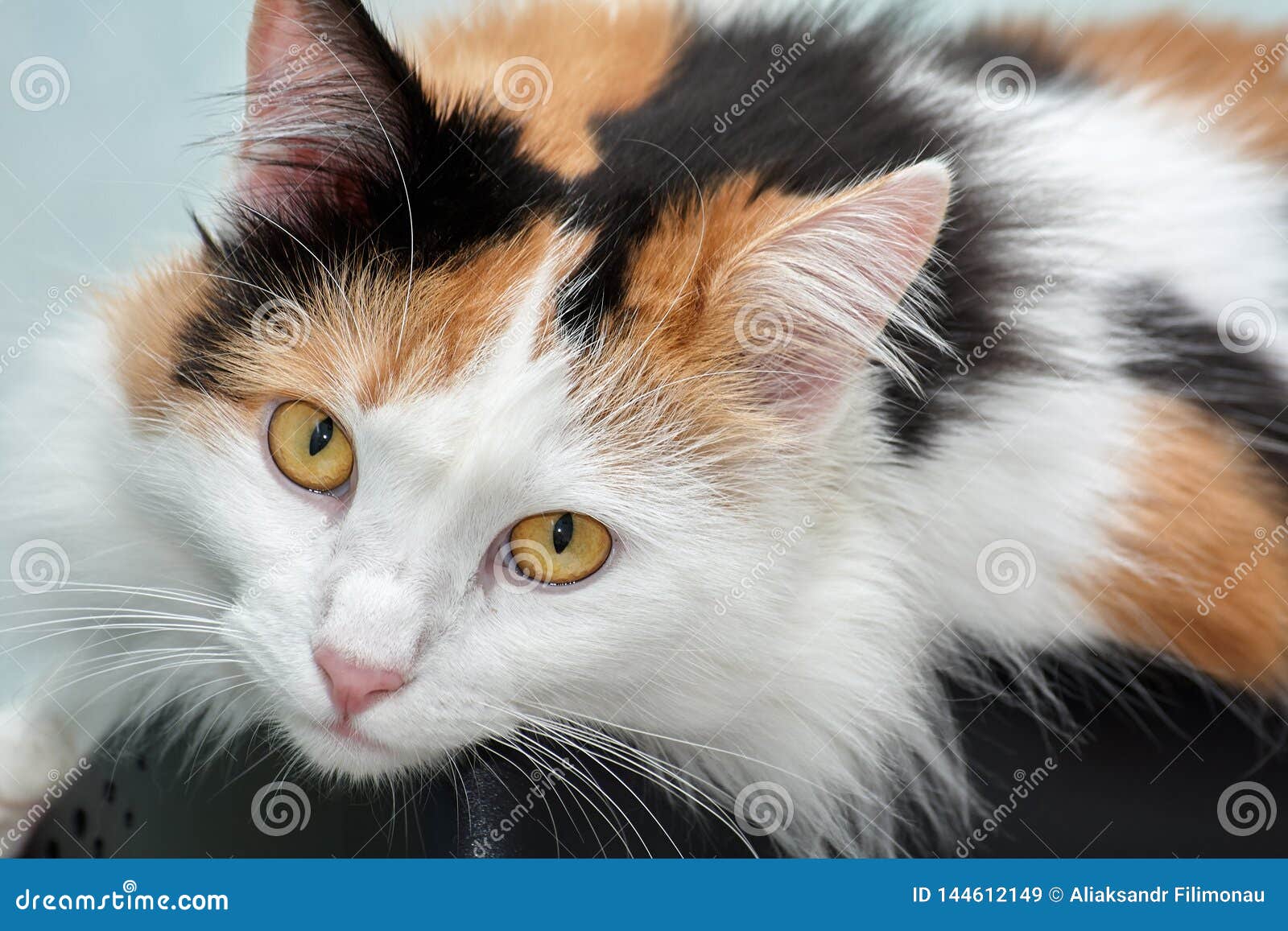 Beautiful Tricolored Cat is Looking into the Camera Stock Image - Image ...