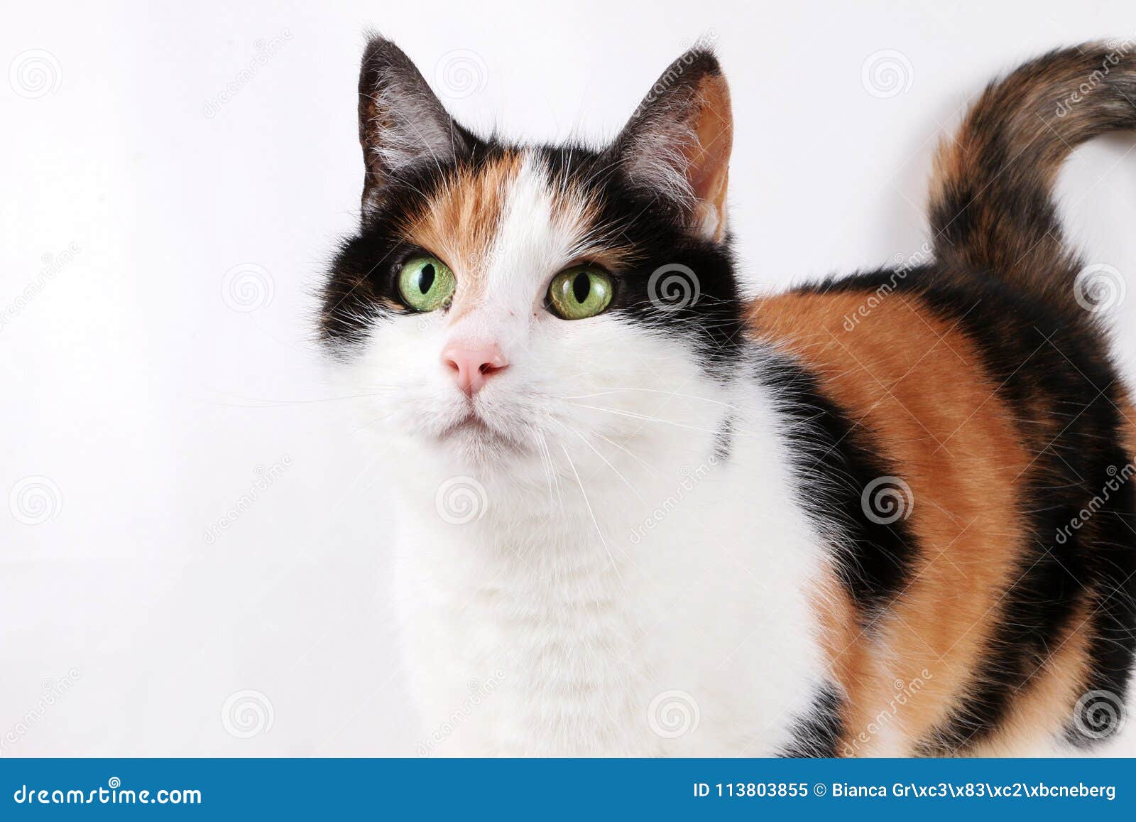 Beautiful Tricolored Cat Portrait Indoor Stock Image - Image of looking ...