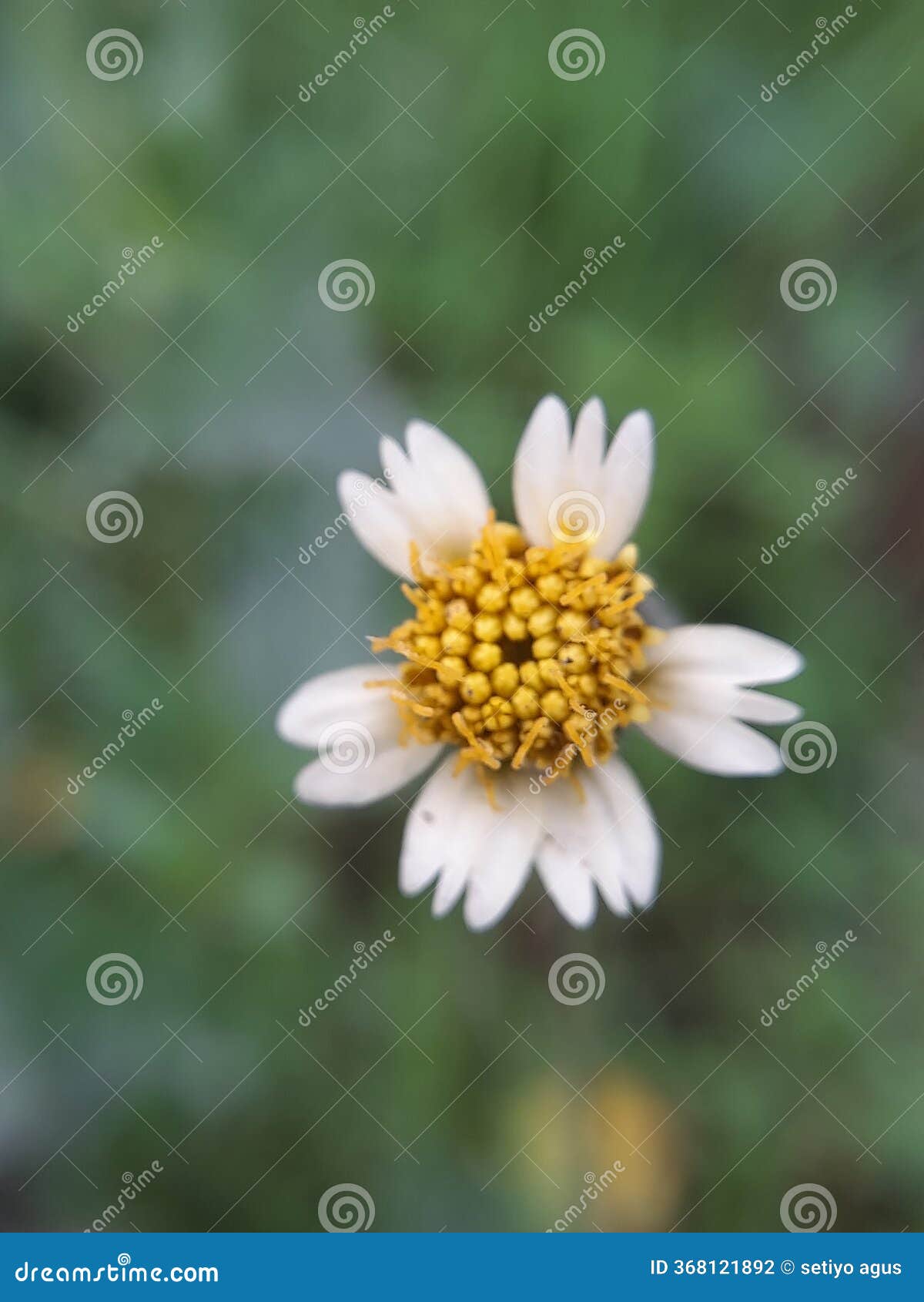 Tridax Procumbens Flower As A Wild Flowers Royalty-Free Stock Image ...