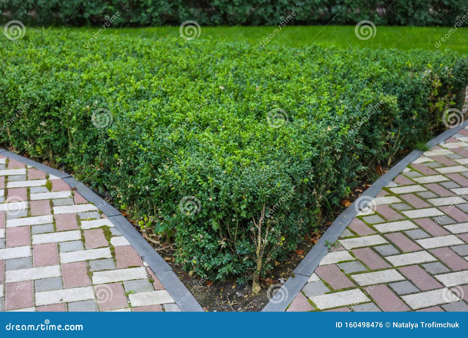 Beautiful Trimmed Bushes. Landscape Stock Photo - Image of garden ...