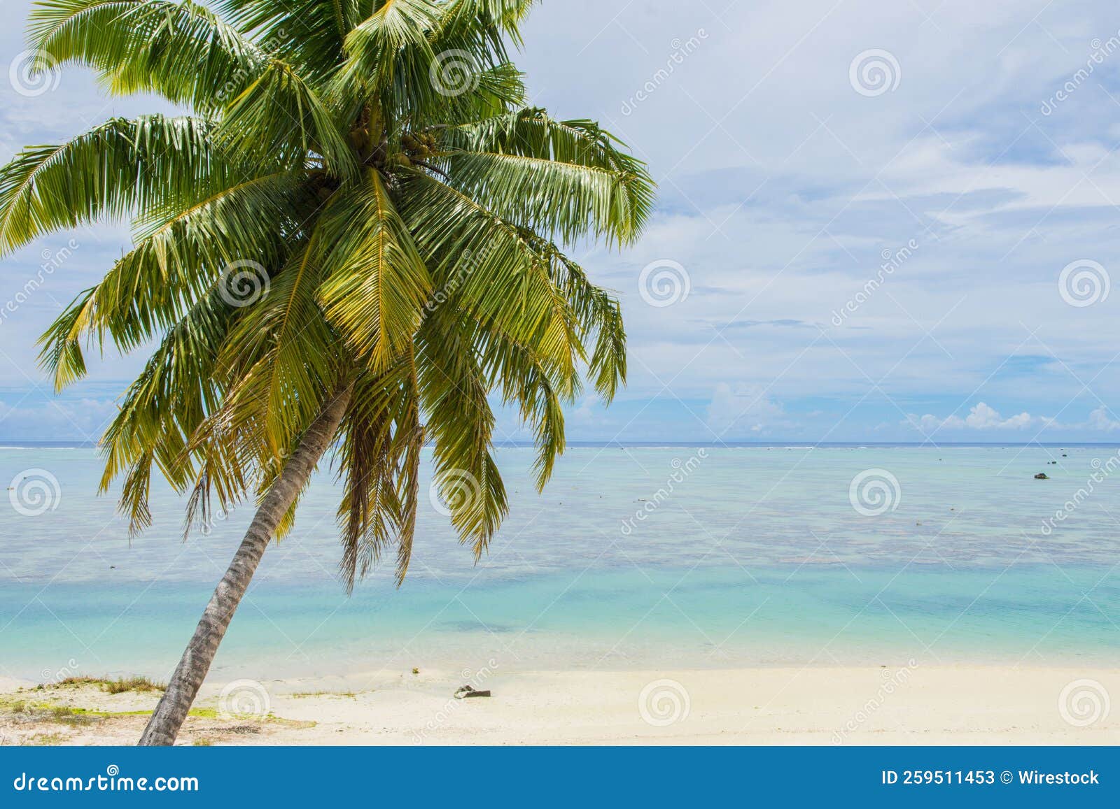 Beautiful Tropical Beach of the Cook Island with a Palm Tree Stock ...