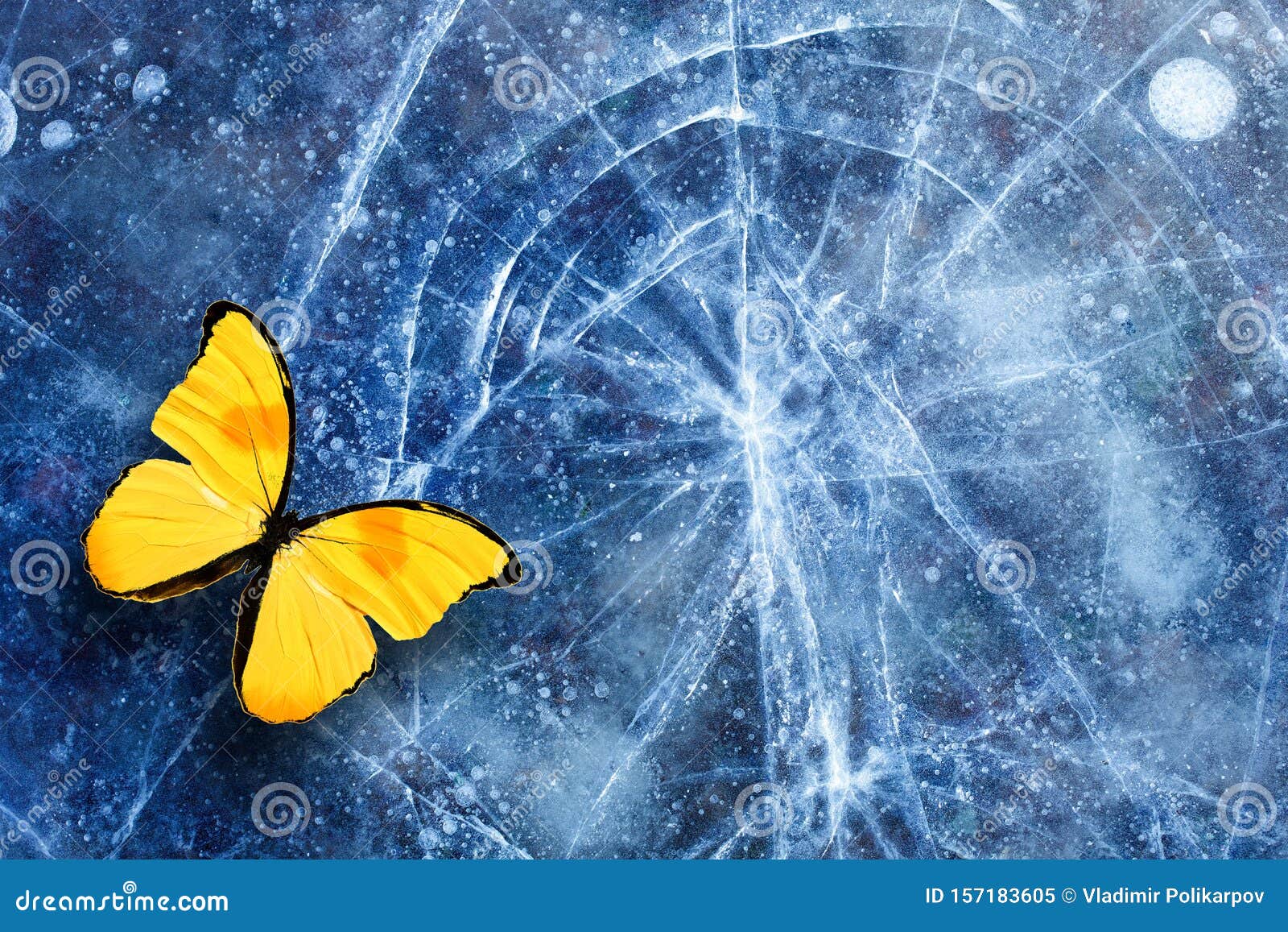 Beautiful Tropical Butterfly Sits on the Ice with Cracks. Template for ...