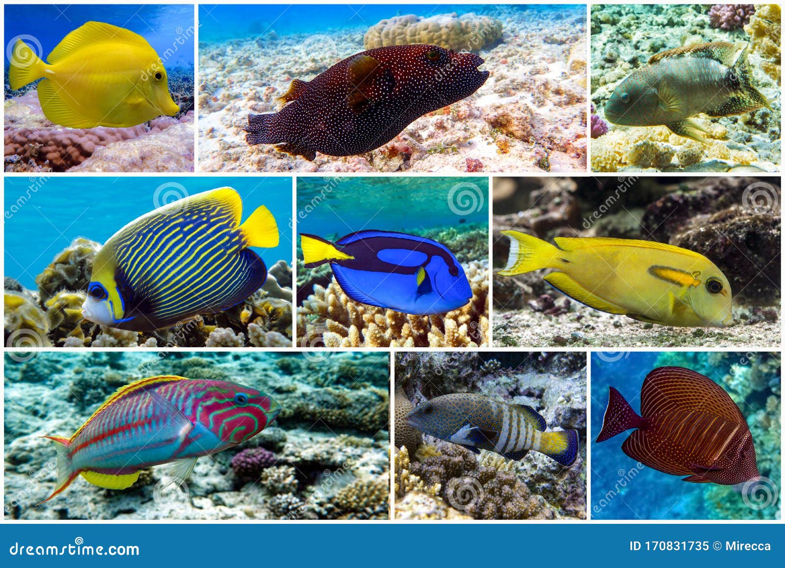Beautiful Tropical Coral Fish, Coral - Set - Collage Stock Image ...