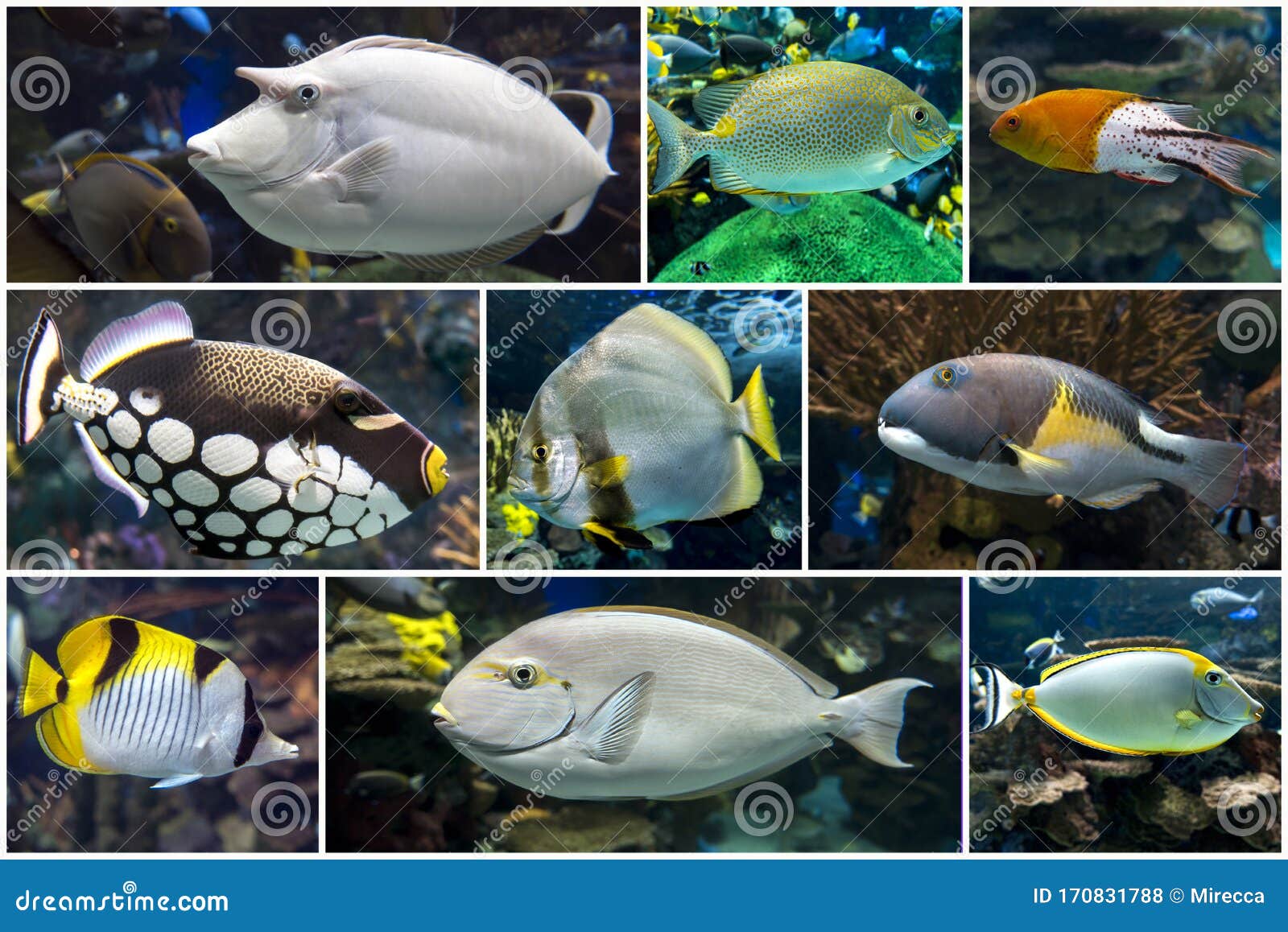 Beautiful Tropical Coral Fish, Coral - Set - Collage Stock Photo ...