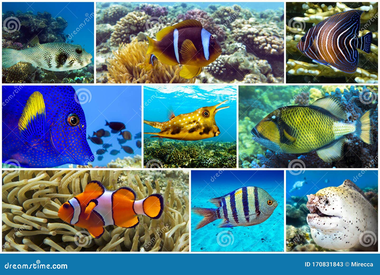 Beautiful Tropical Coral Fish, Coral - Set - Collage Stock Image ...