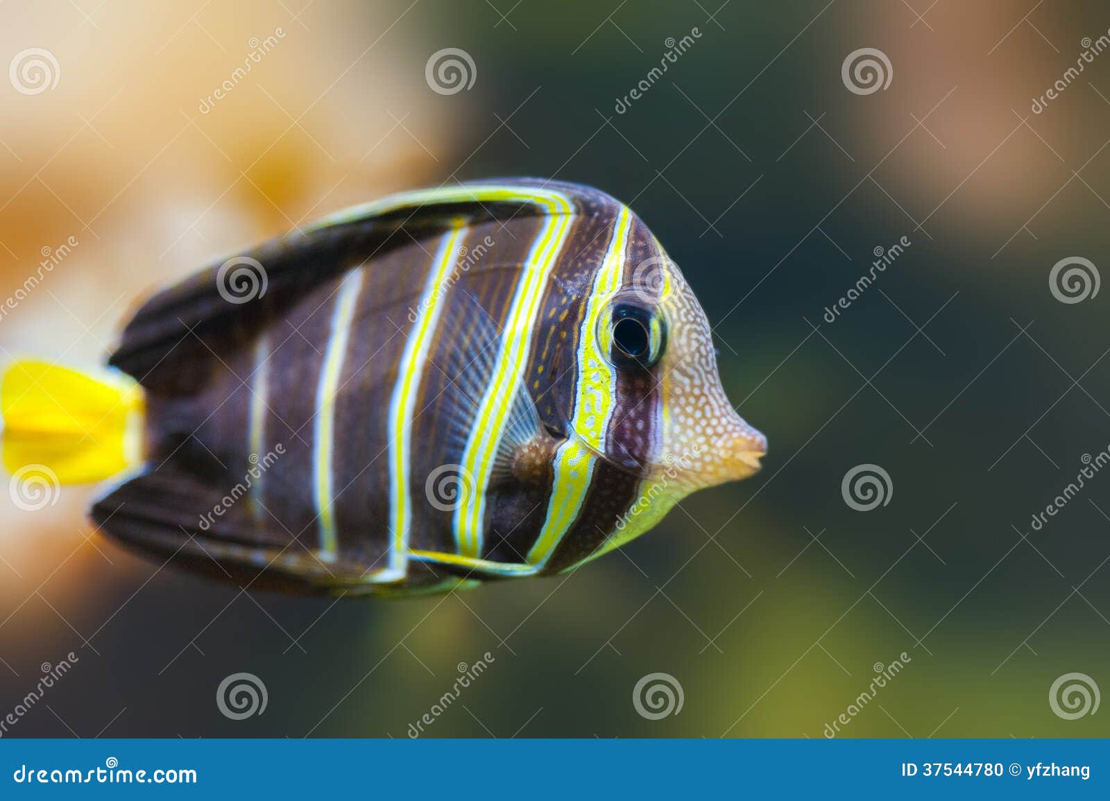 Beautiful Tropical Fish Butterfly-fish Stock Photo - Image of swimming ...