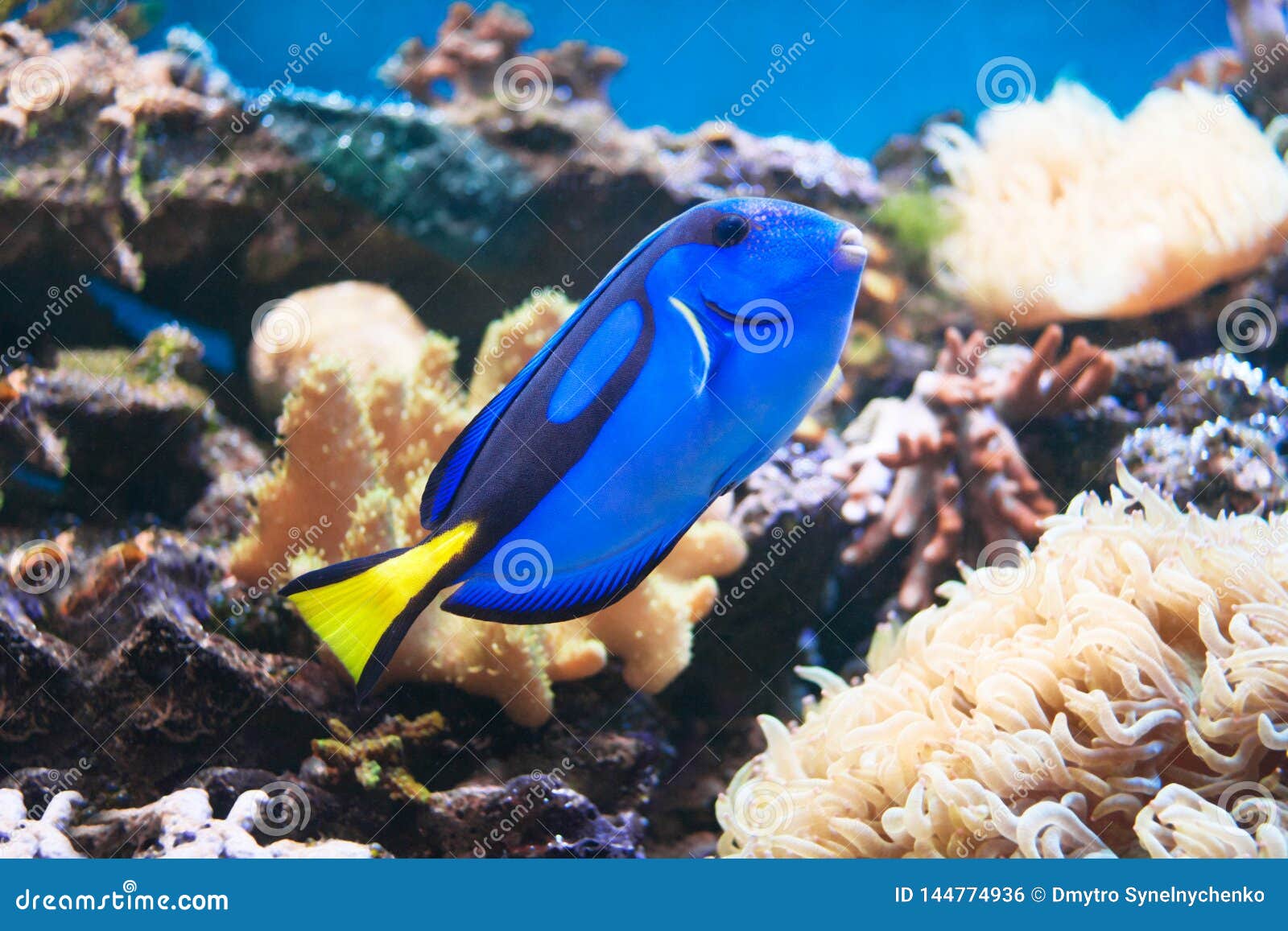 A Beautiful Tropical Fish on a Coral Reef Stock Photo - Image of reef ...