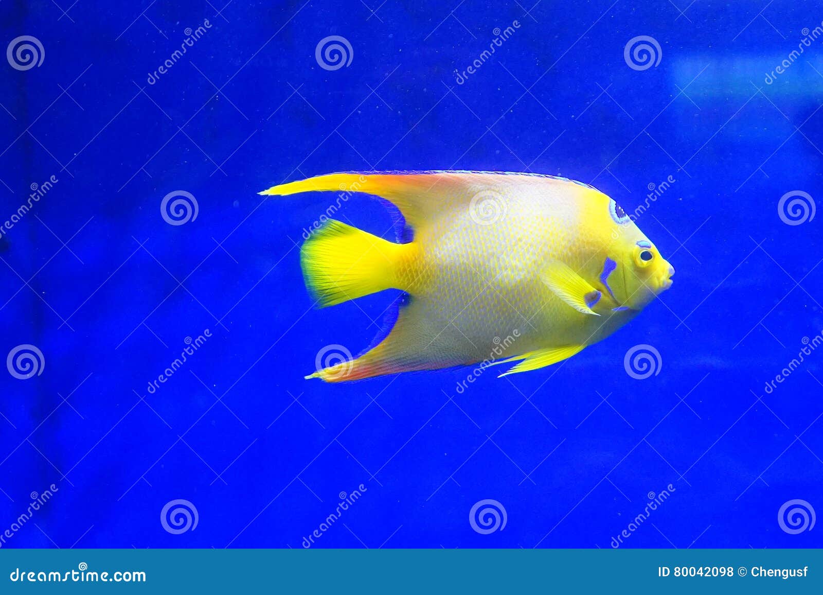 Beautiful Tropical fish stock photo. Image of journal - 80042098