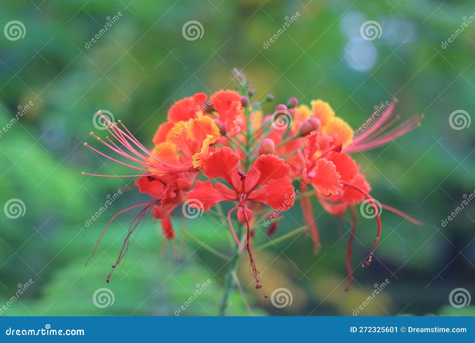 A Beautiful Tropical Flame Tree Flowers in the Outdoor Stock Image ...