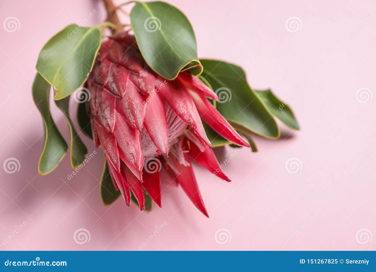 Beautiful Tropical Flower on Color Background Stock Image - Image of ...