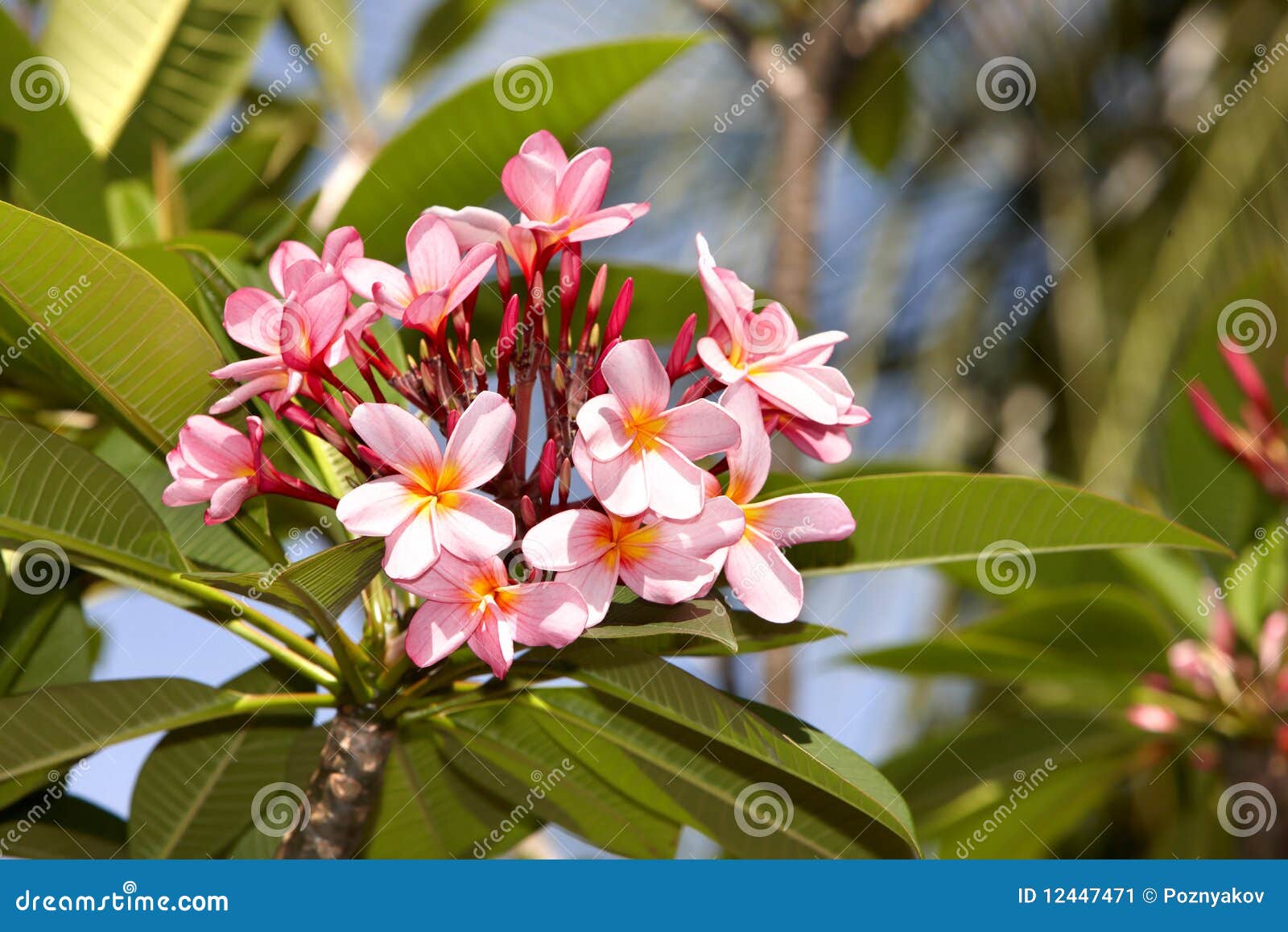 Beautiful Tropical Flower with Leaf. Stock Image - Image of color ...