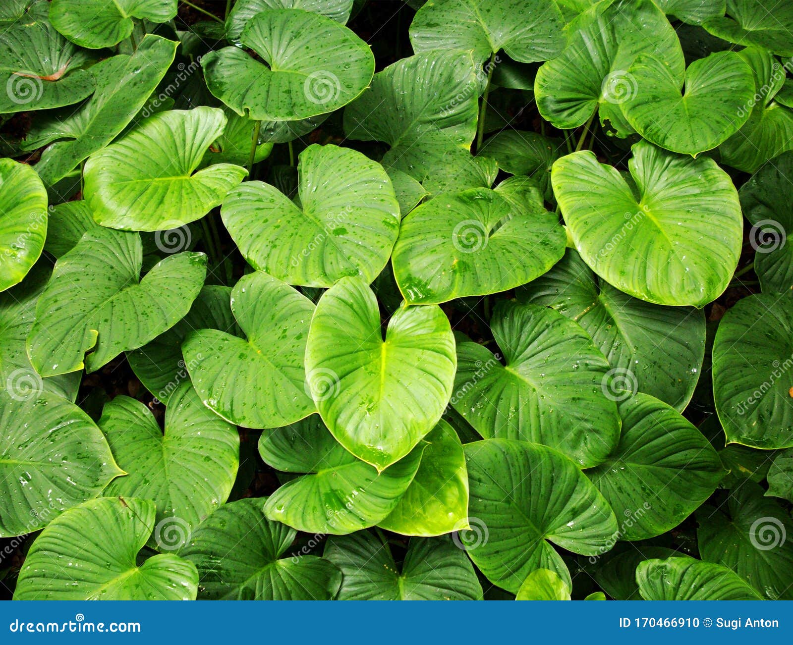Beautiful Tropical Flower Taro Leaves. Basic RGB Stock Photo - Image of ...