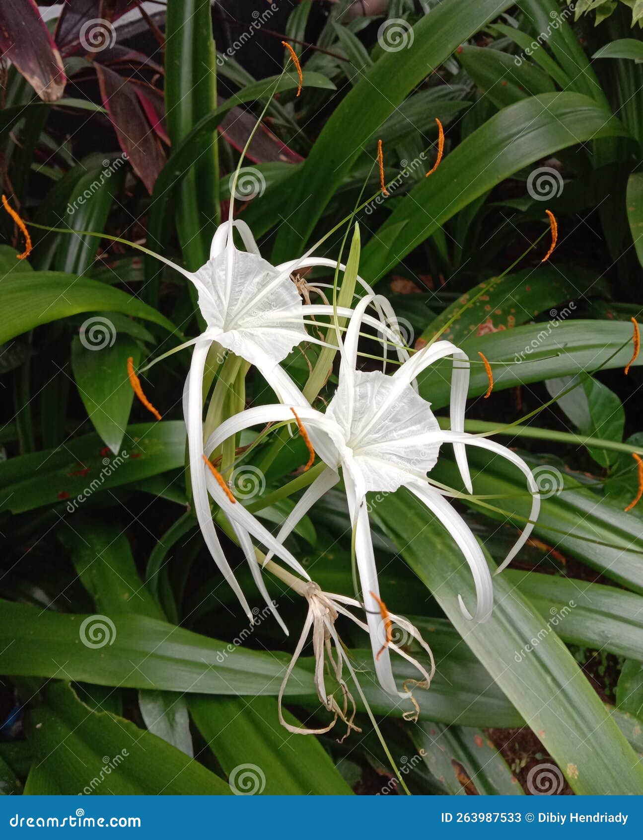 Unique White Flower in Tropical Garden Nice and Beautiful Stock Image ...