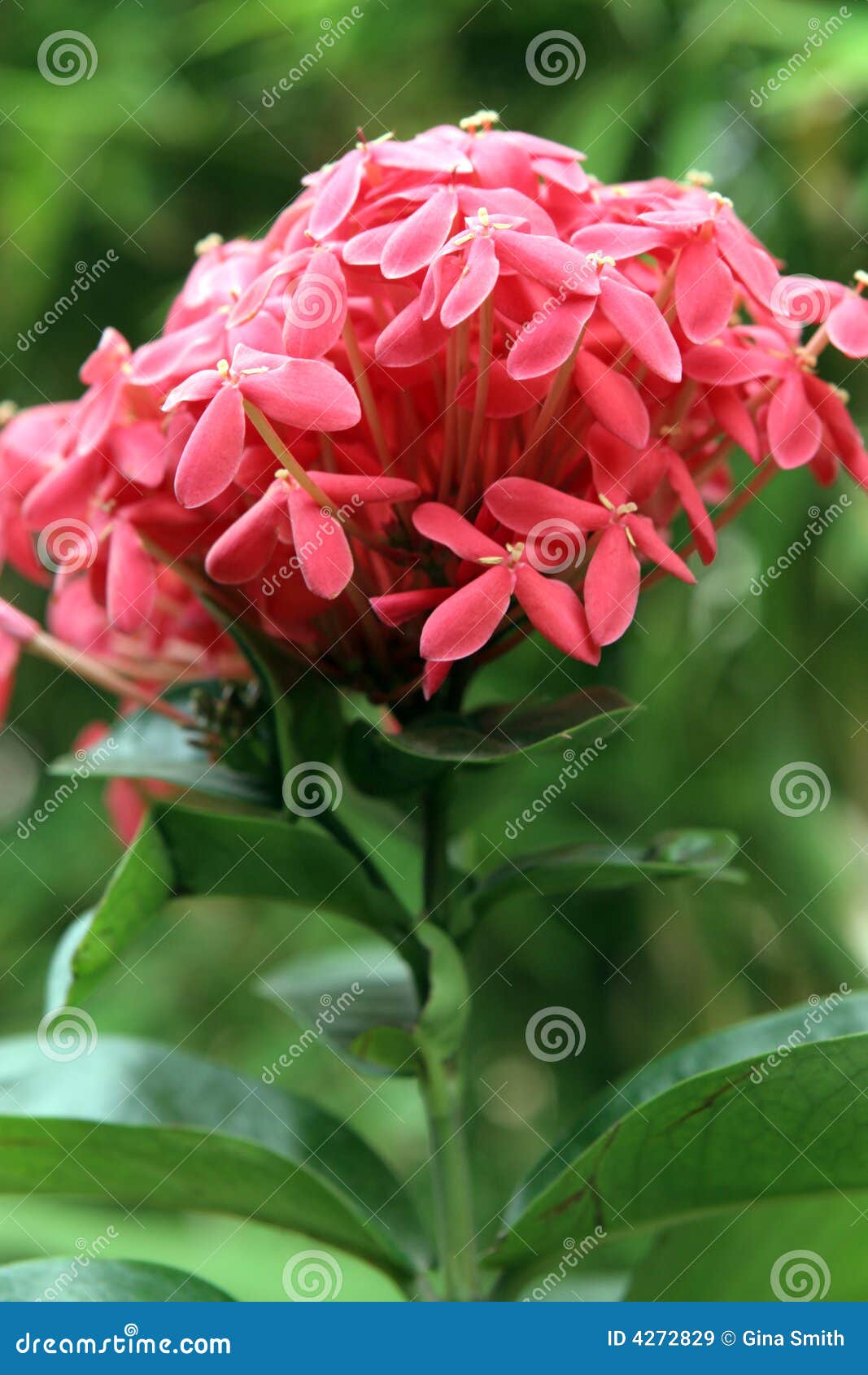 Beautiful tropical flowers stock image. Image of garden - 4272829