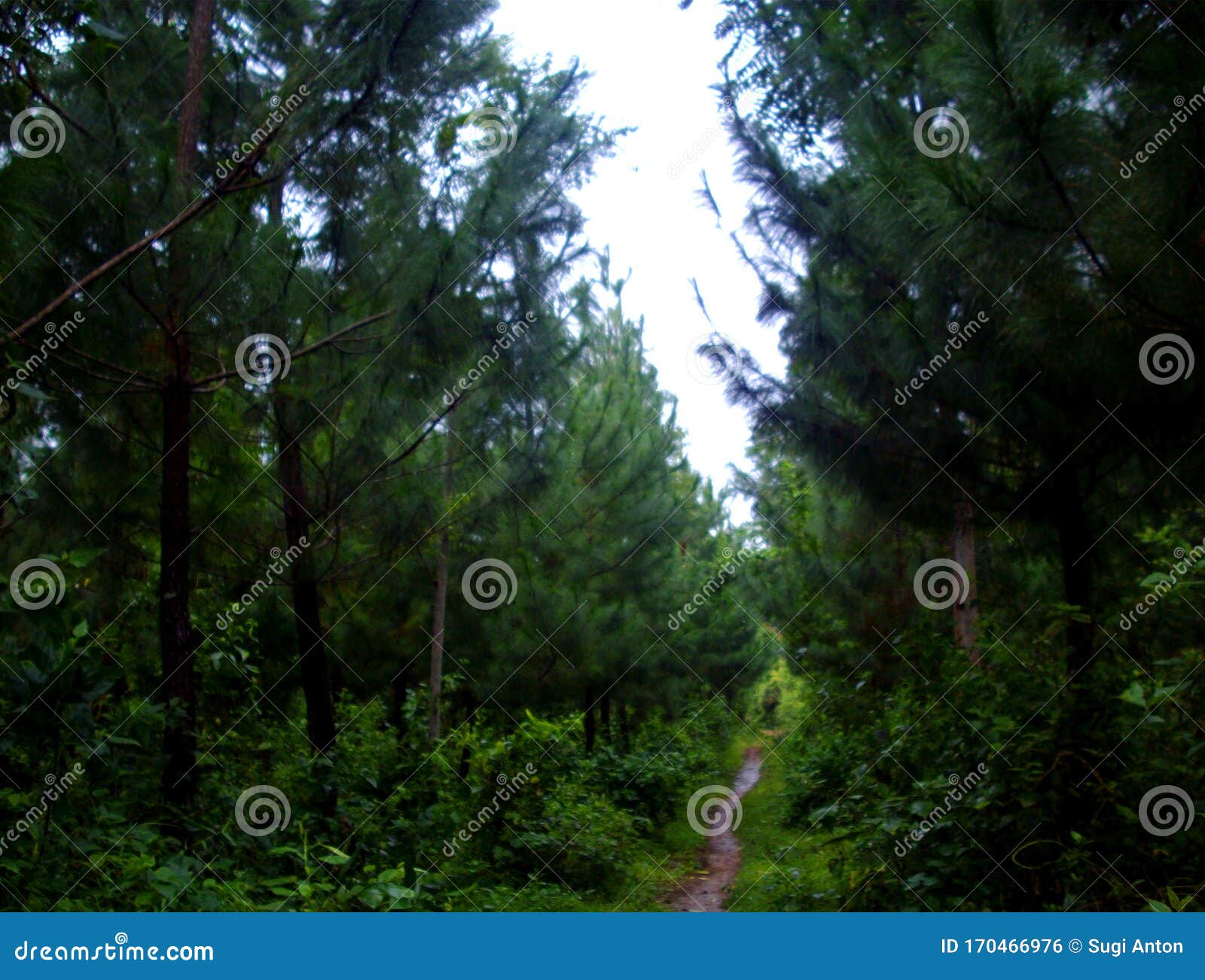 Beautiful Tropical Forest. Basic RGB Stock Photo - Image of garden ...