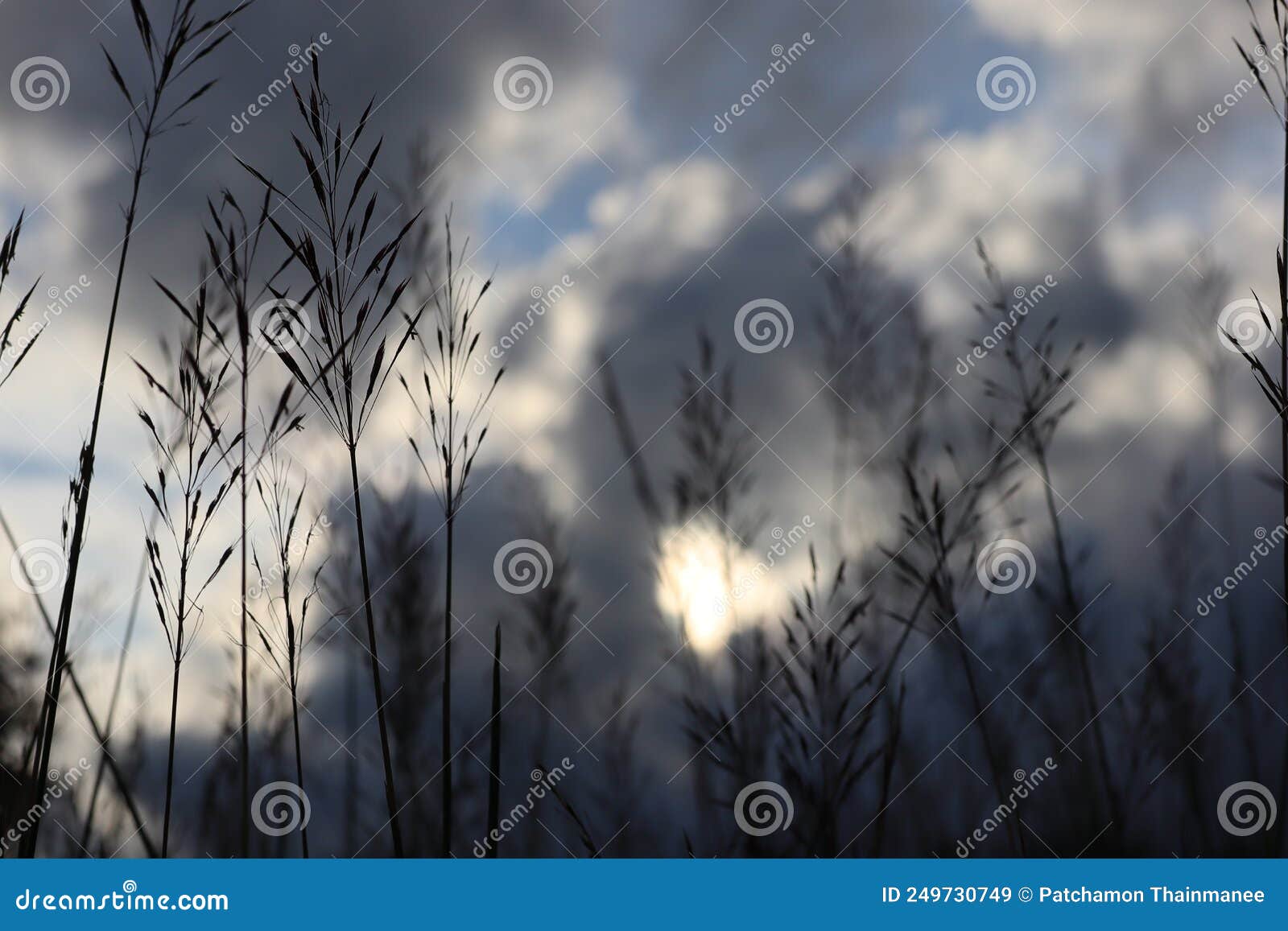 Beautiful Tropical Forest Grass Flowers Sunset Sky Background Stock ...