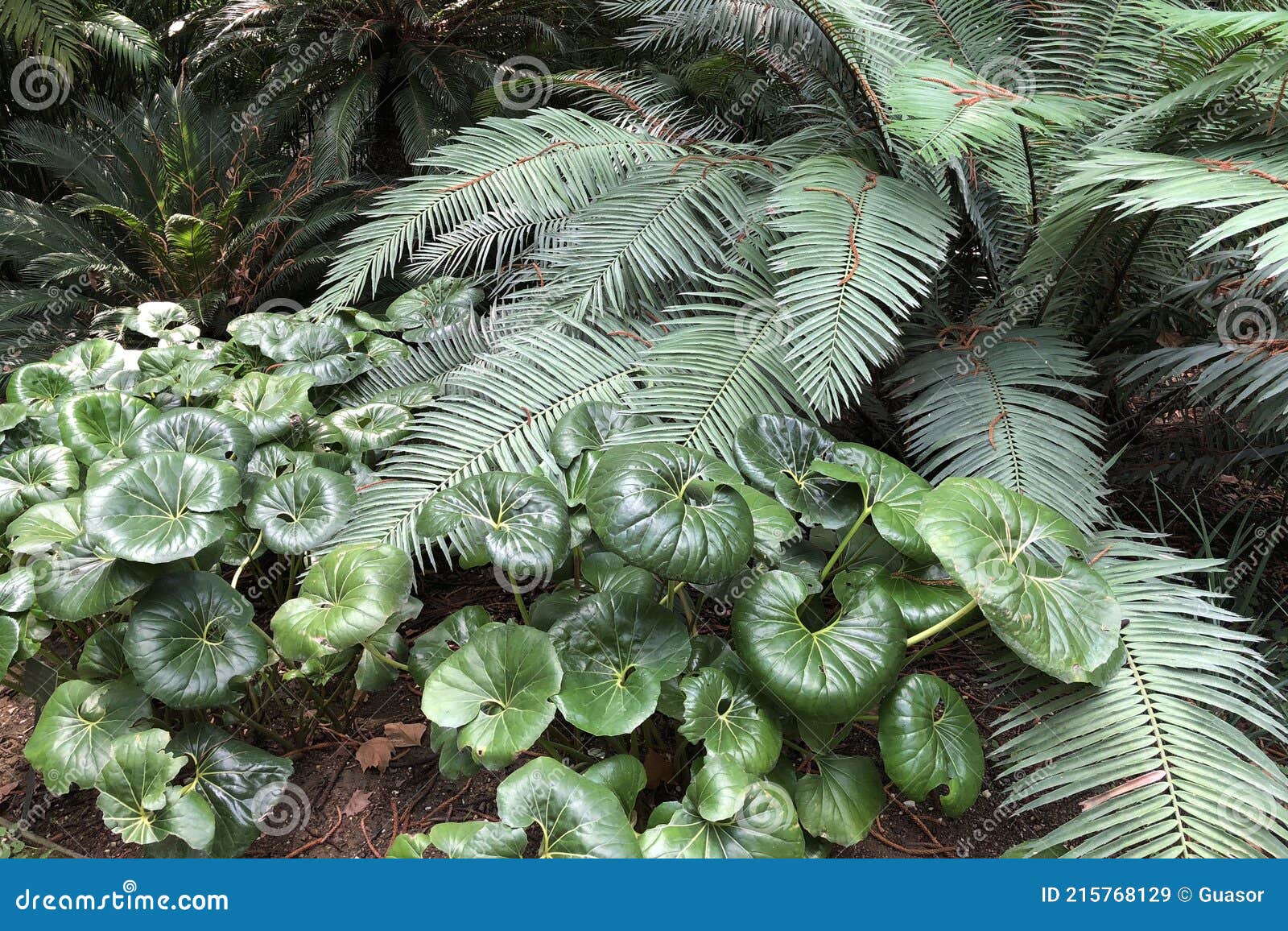 Beautiful Tropical Garden with Different Plants and Trees Stock Image ...