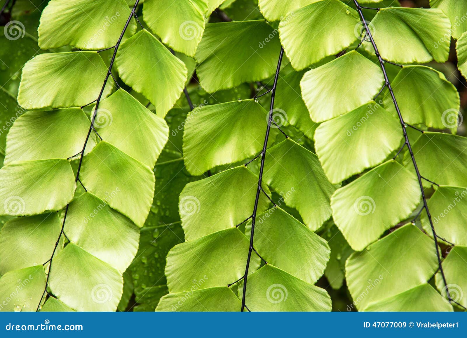 Beautiful Tropical Green Plant Stock Image - Image of fresh, nature ...