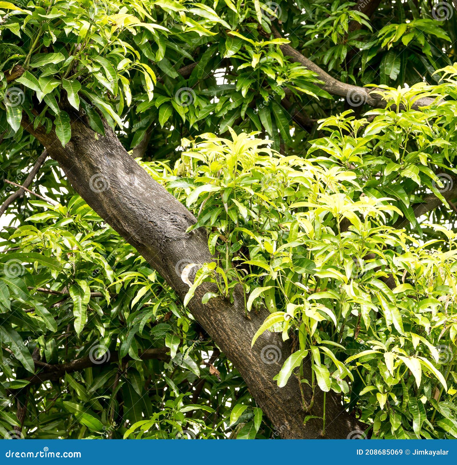 Beautiful Tropical Mango Tree Stock Image - Image of green, season ...
