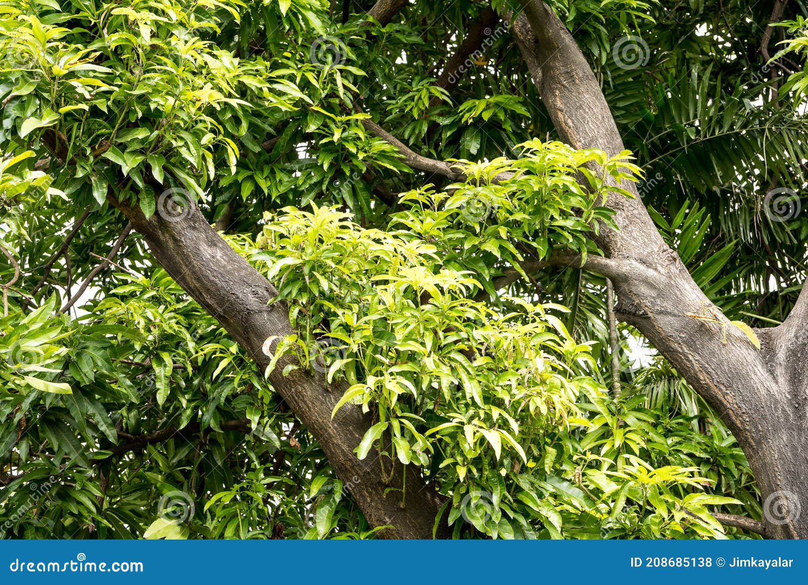 Beautiful Tropical Mango Tree Stock Photo - Image of mango, house ...